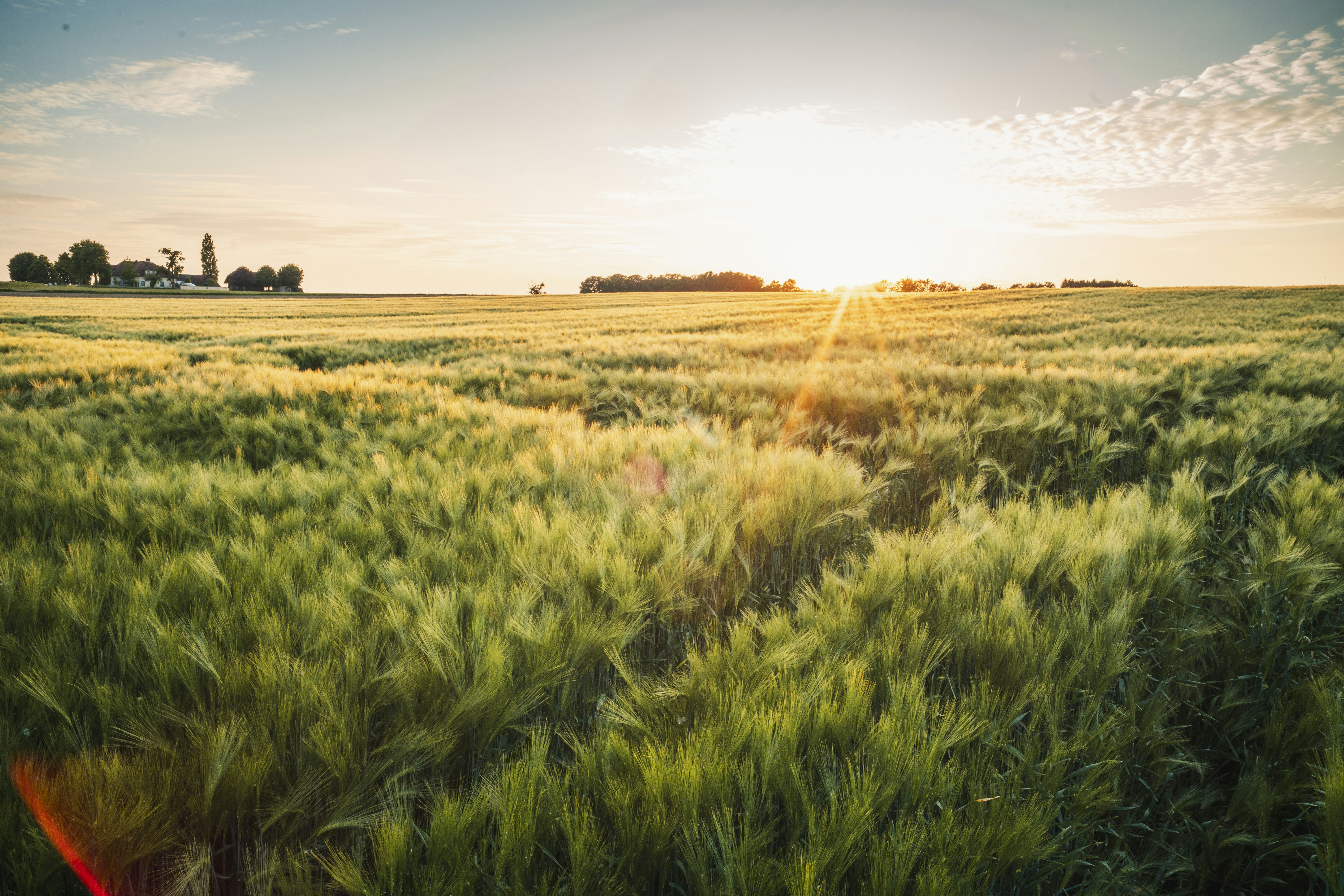 Golden Dawn over Rippling Wheat