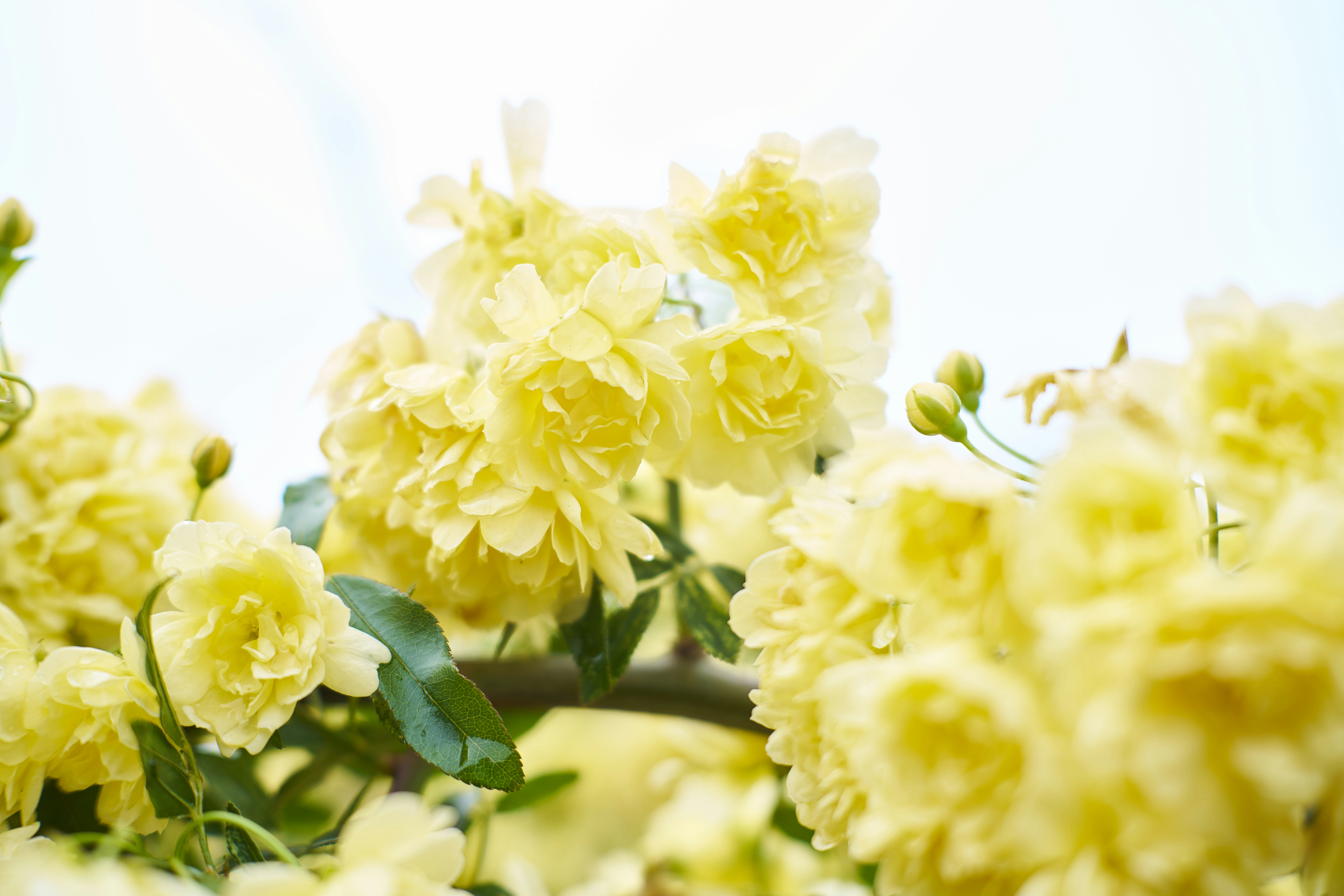 Soft Yellow Blooms: Close-Up of Delicate Roses in Sunlit Garden