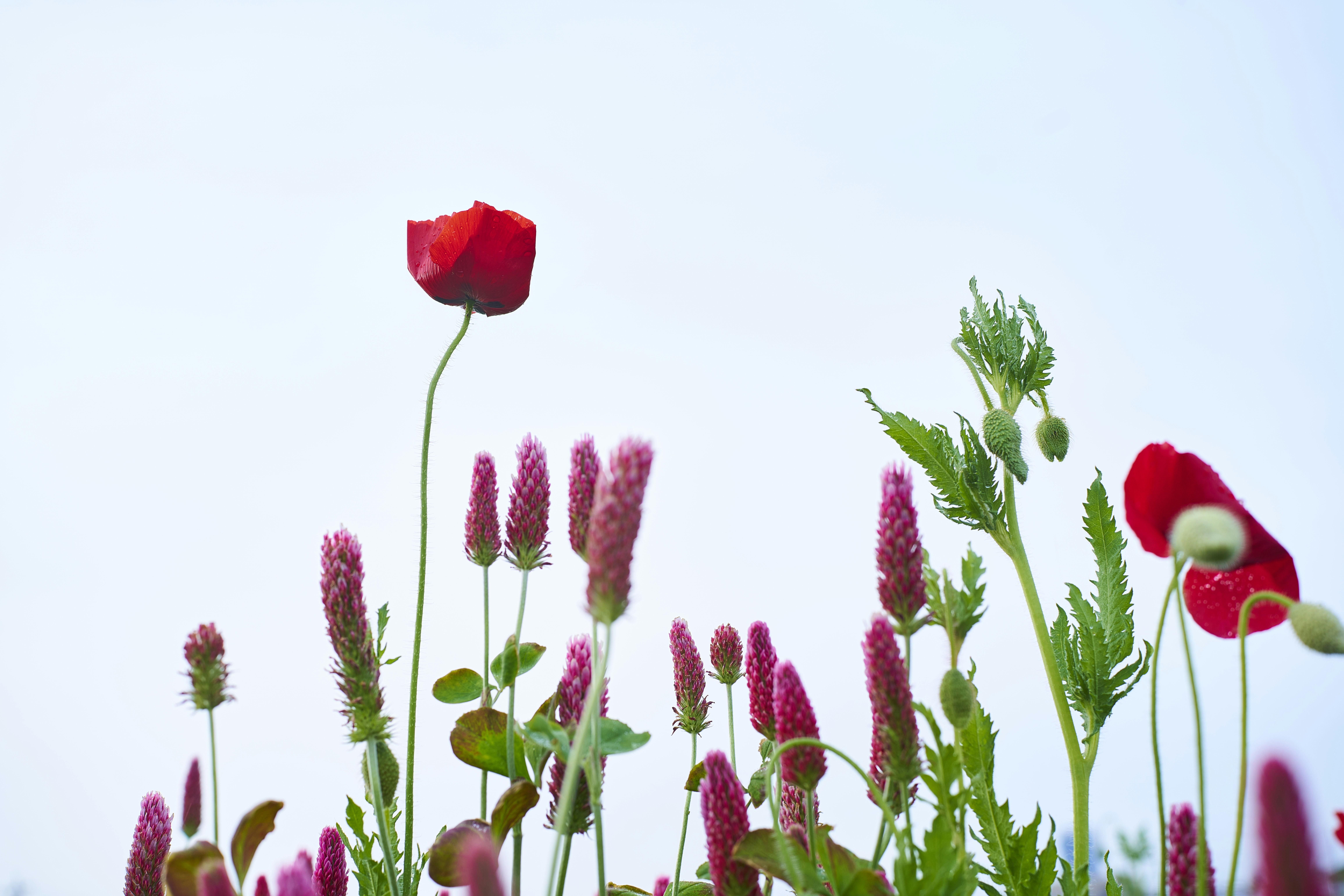 Red poppy above a meadow of pink cat-tail blossoms at blue-sky dawn