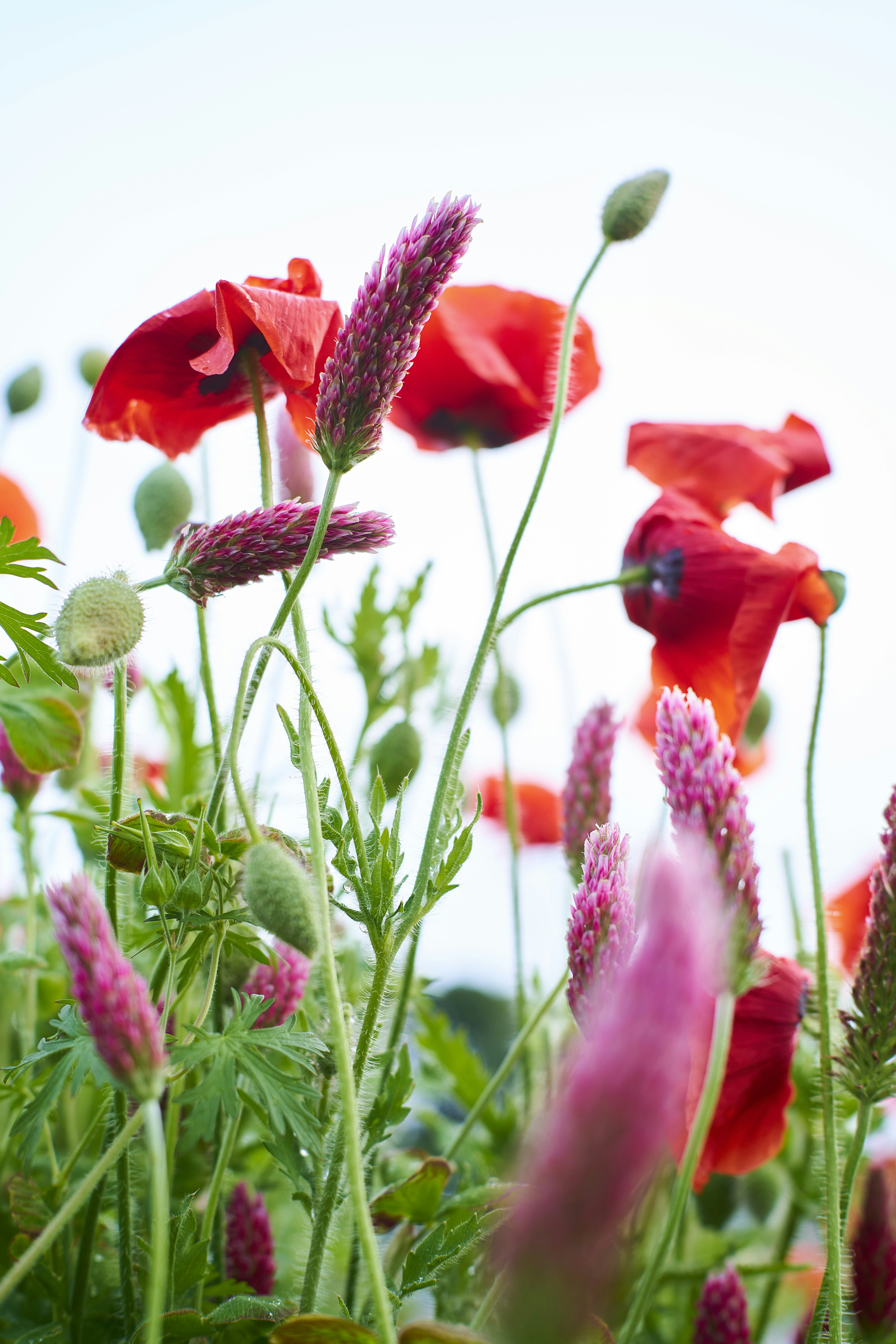 Crimson Bloom Field: Poppies and Purple Tails in Soft Backlight