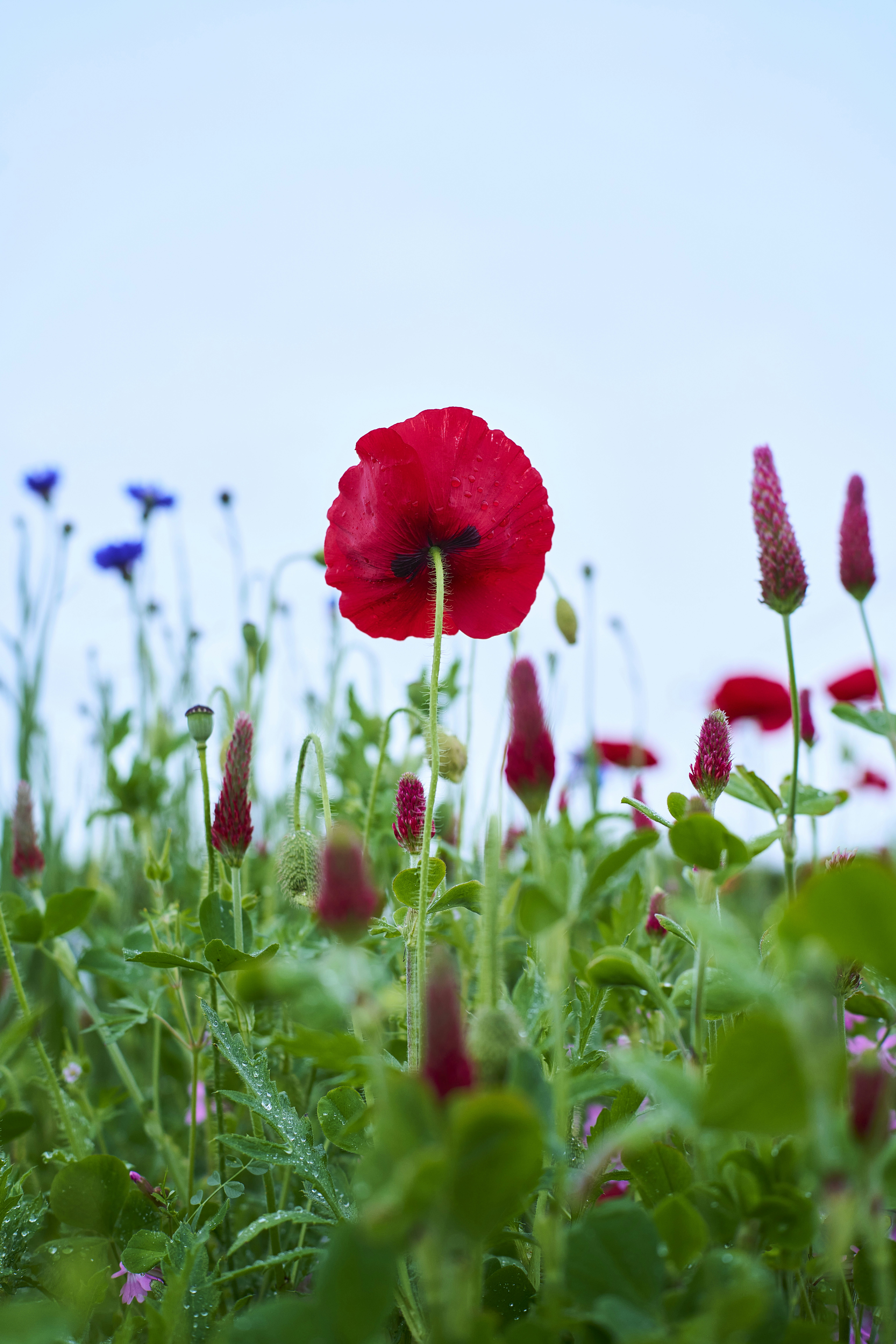 Crimson Bloom Rising Above a Sea of Green