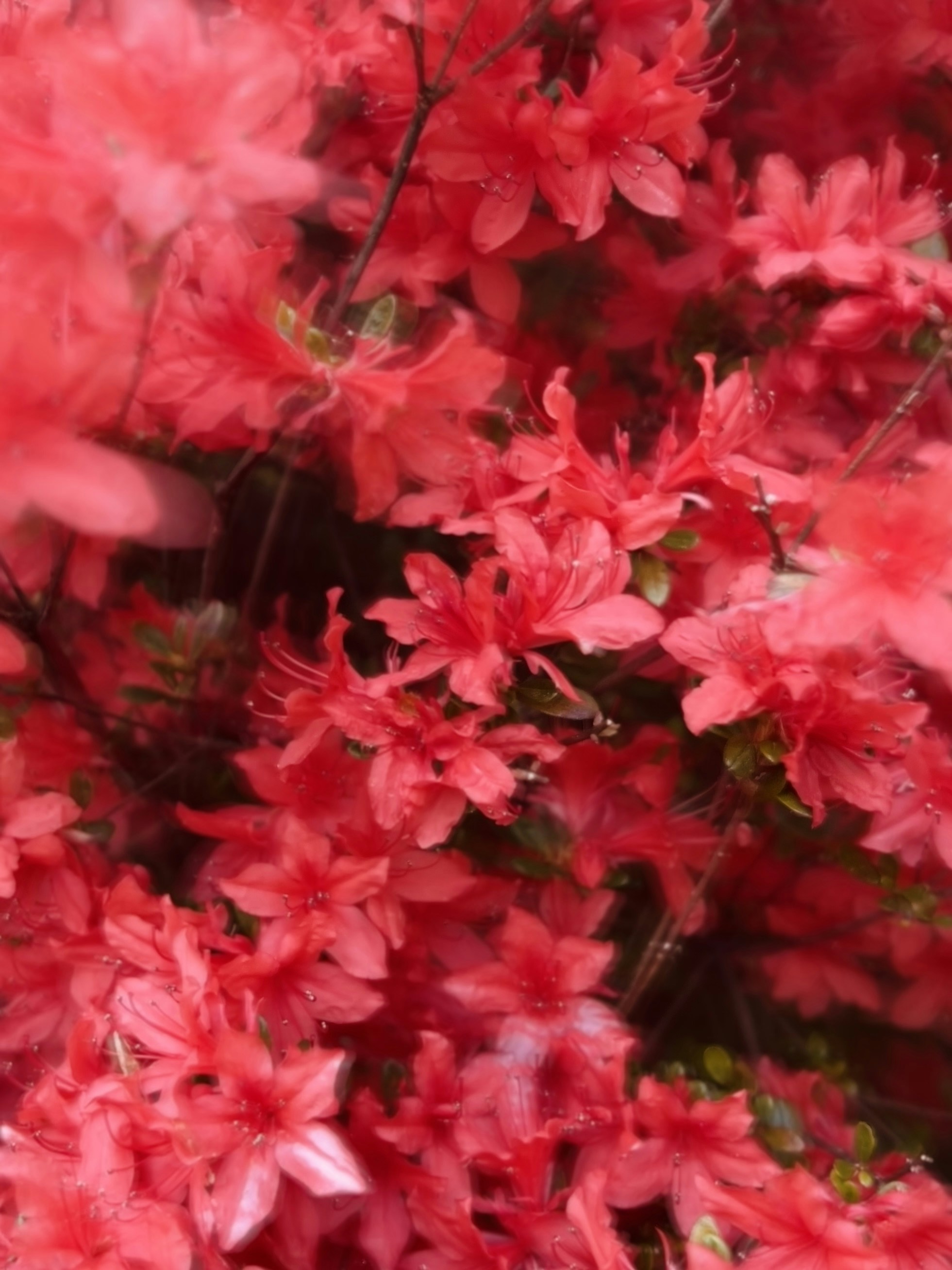 Red Bloom Surge: A Sea of Azaleas in Soft Focus