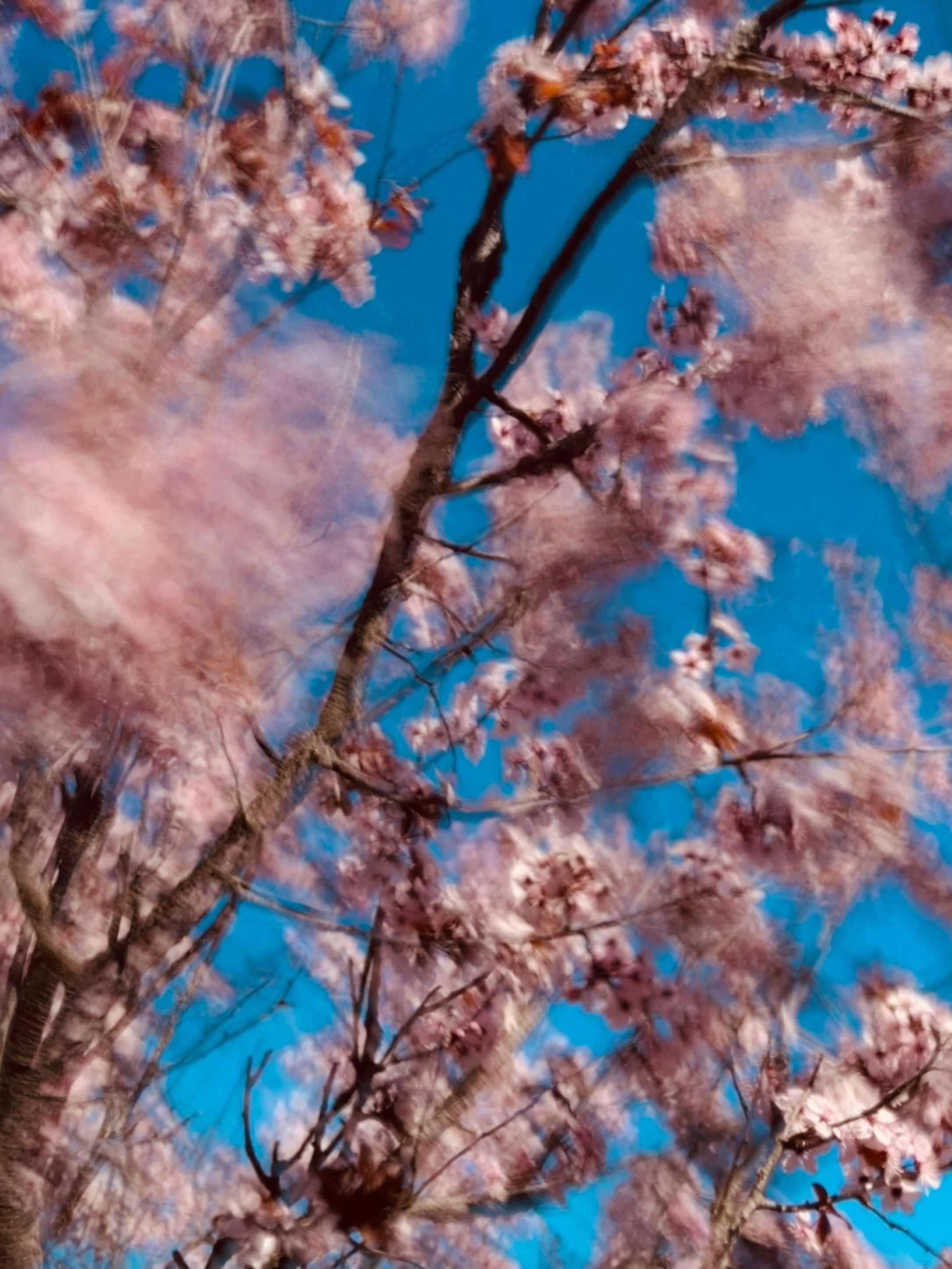 Blossoms Against a Saffron Sky: A Tilted Spring Day