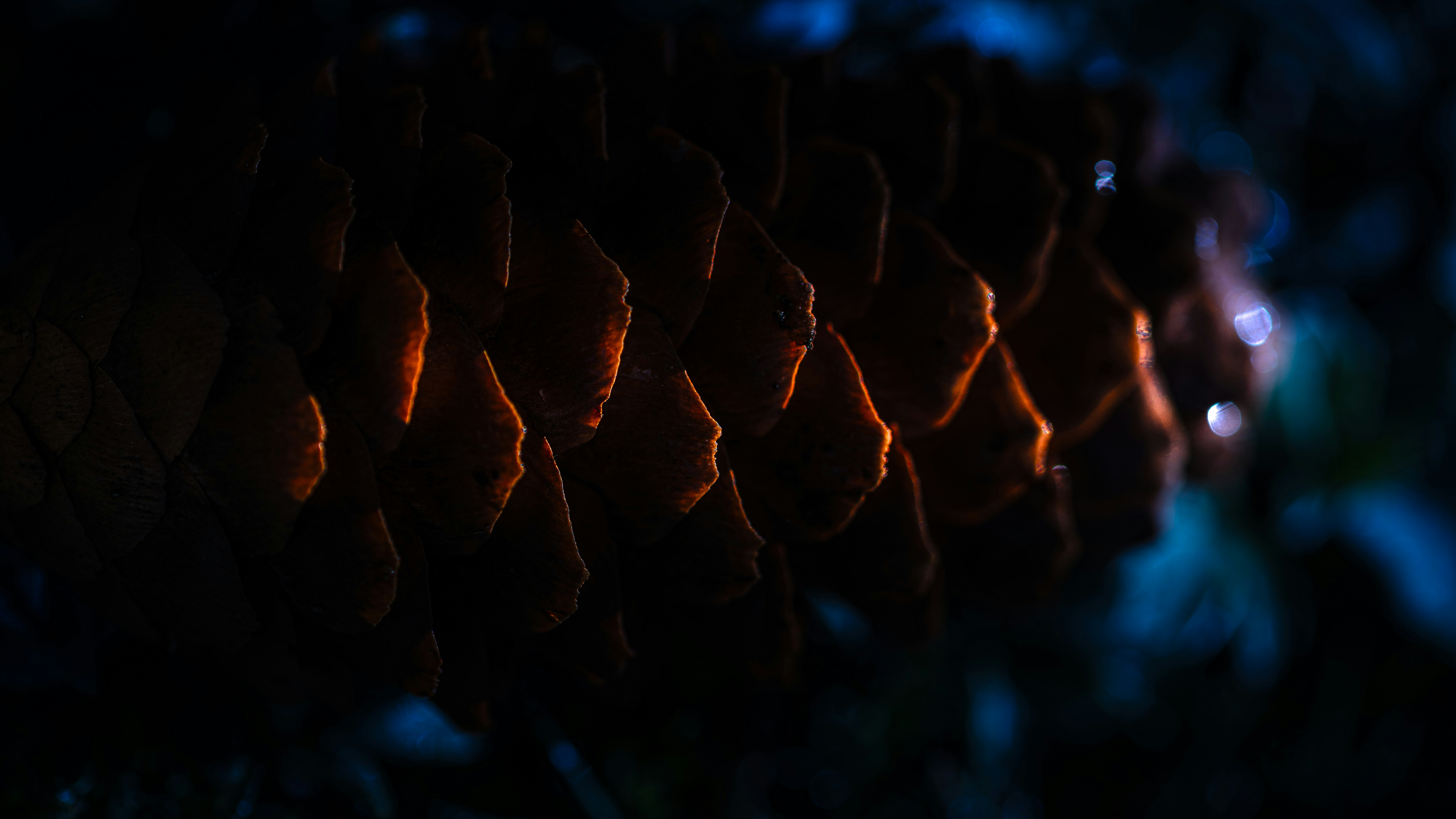 Hidden Flame: A Pinecone Emerges from Nightfall
