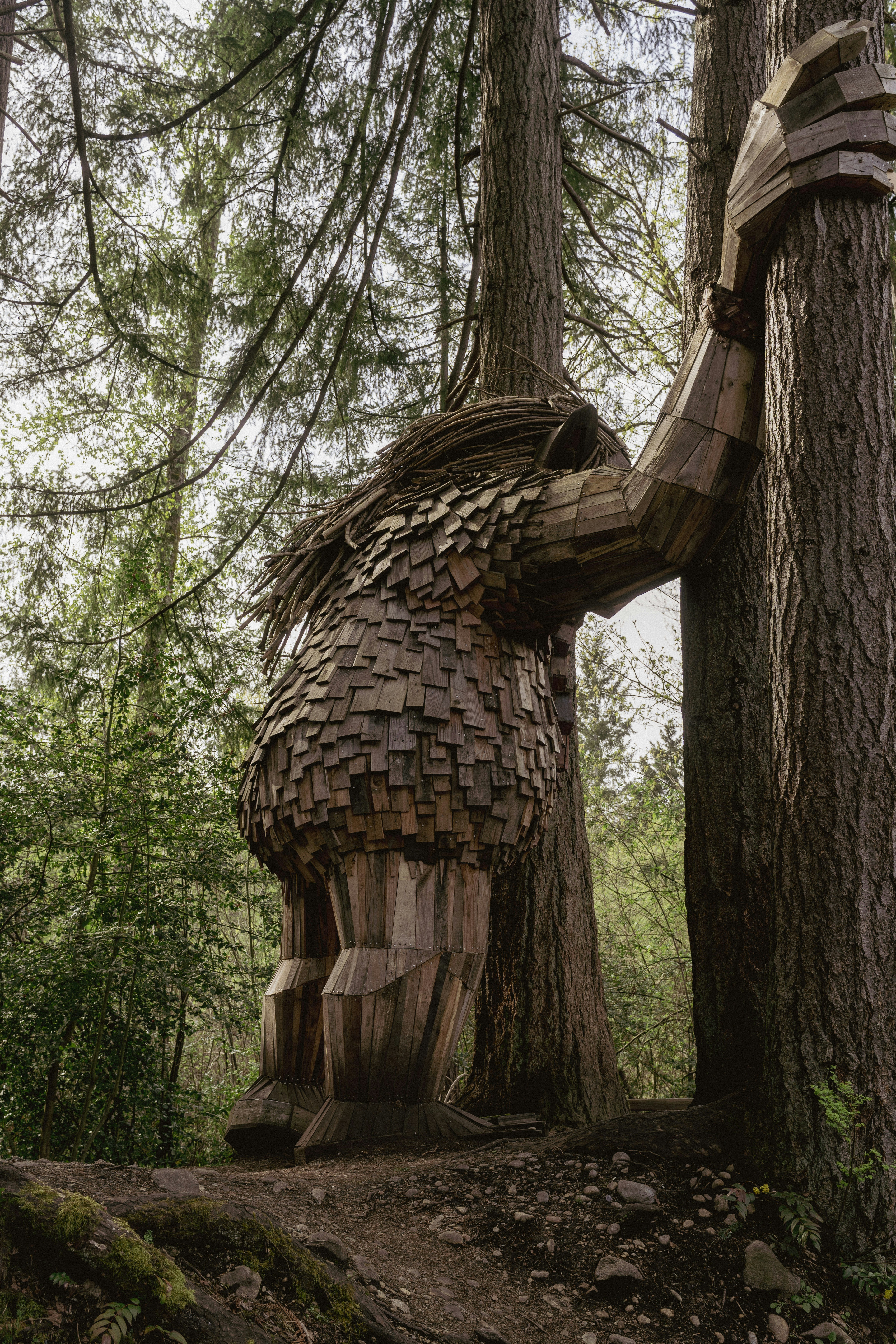 Forest Colossus: Wooden Titan Embracing an Ancient Tree