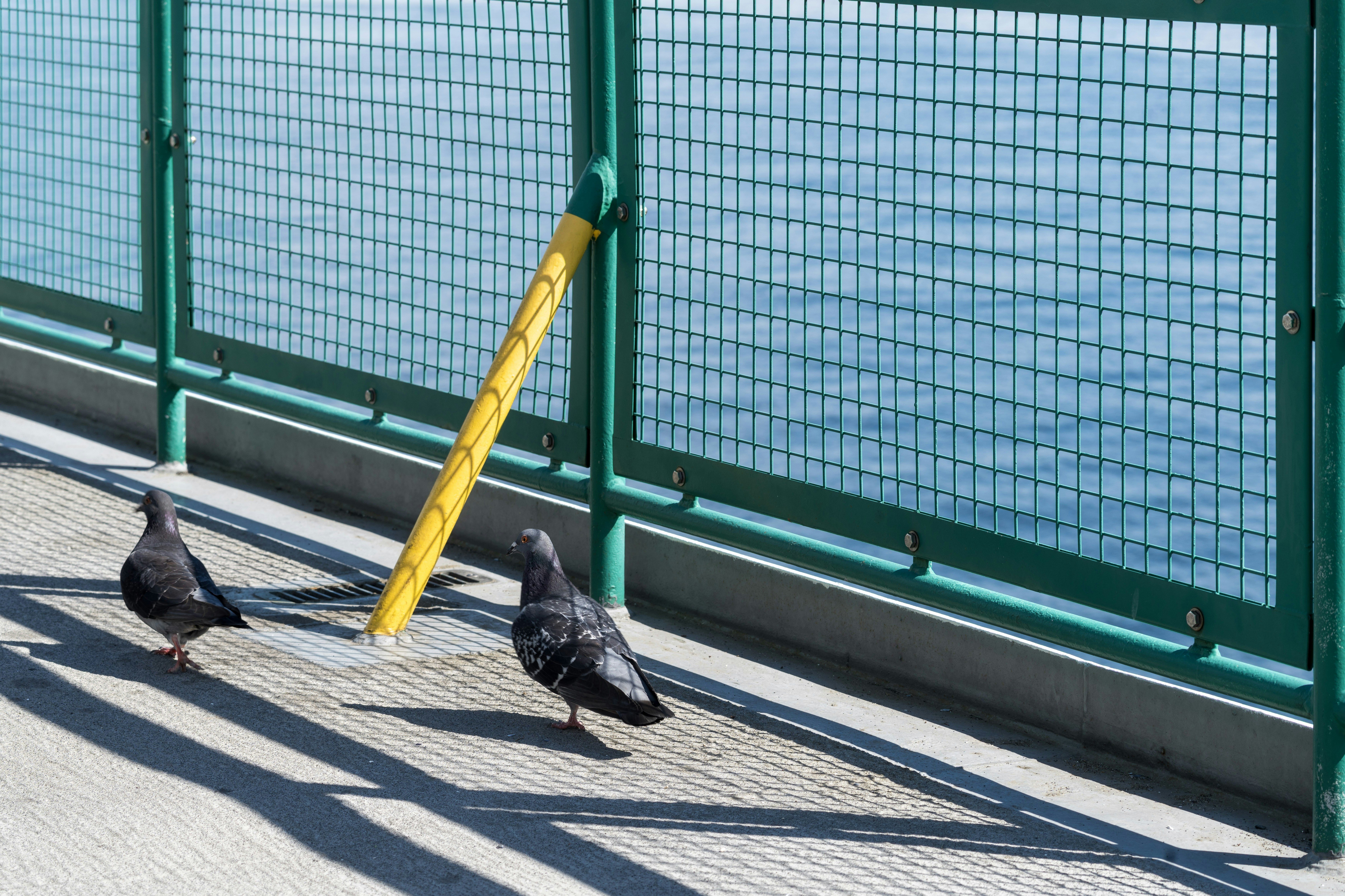 Two Pigeons on a Sunlit Dock Near a Green Fence