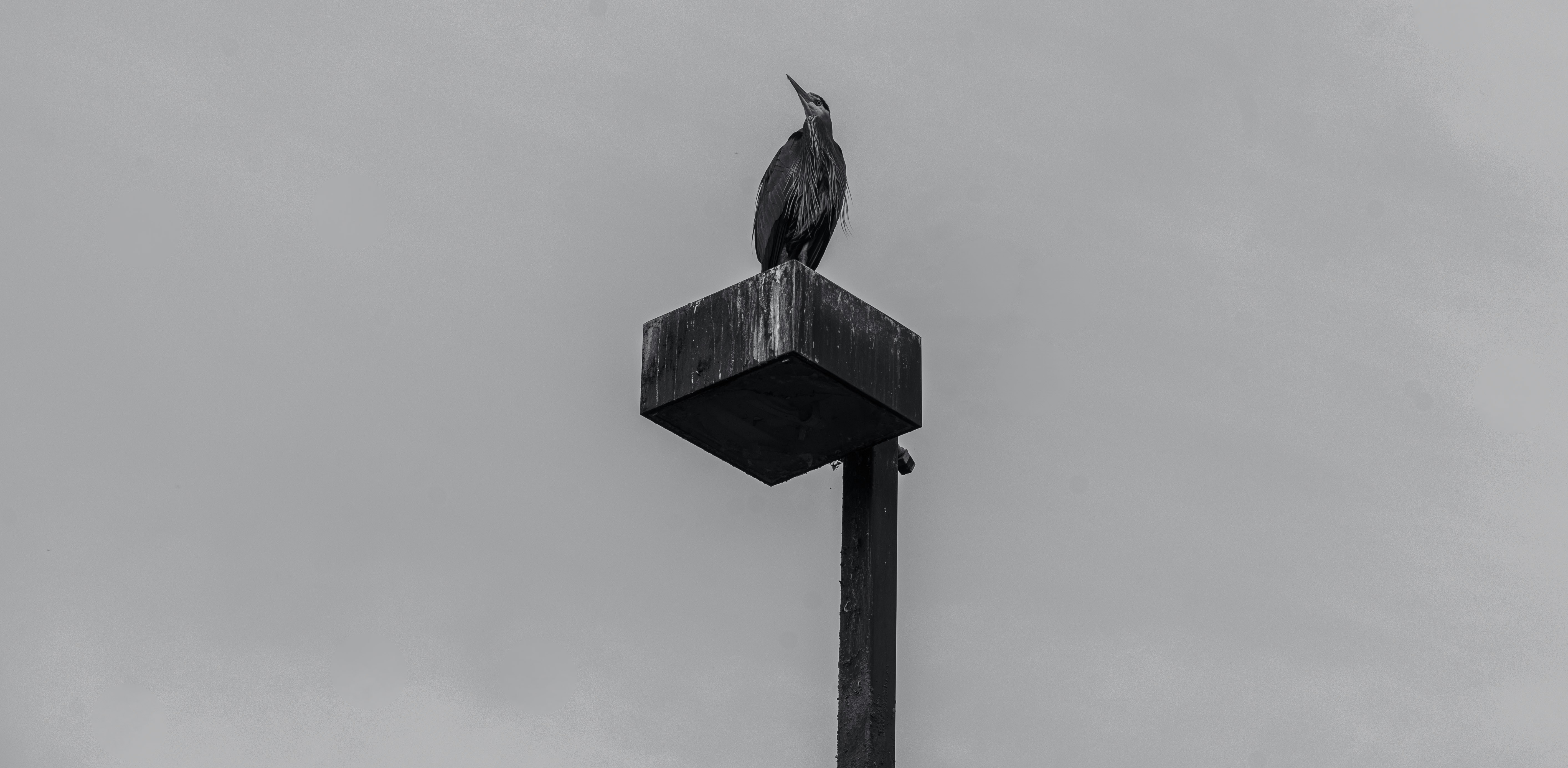 Perch at the Peak: A lone heron on a weathered beacon
