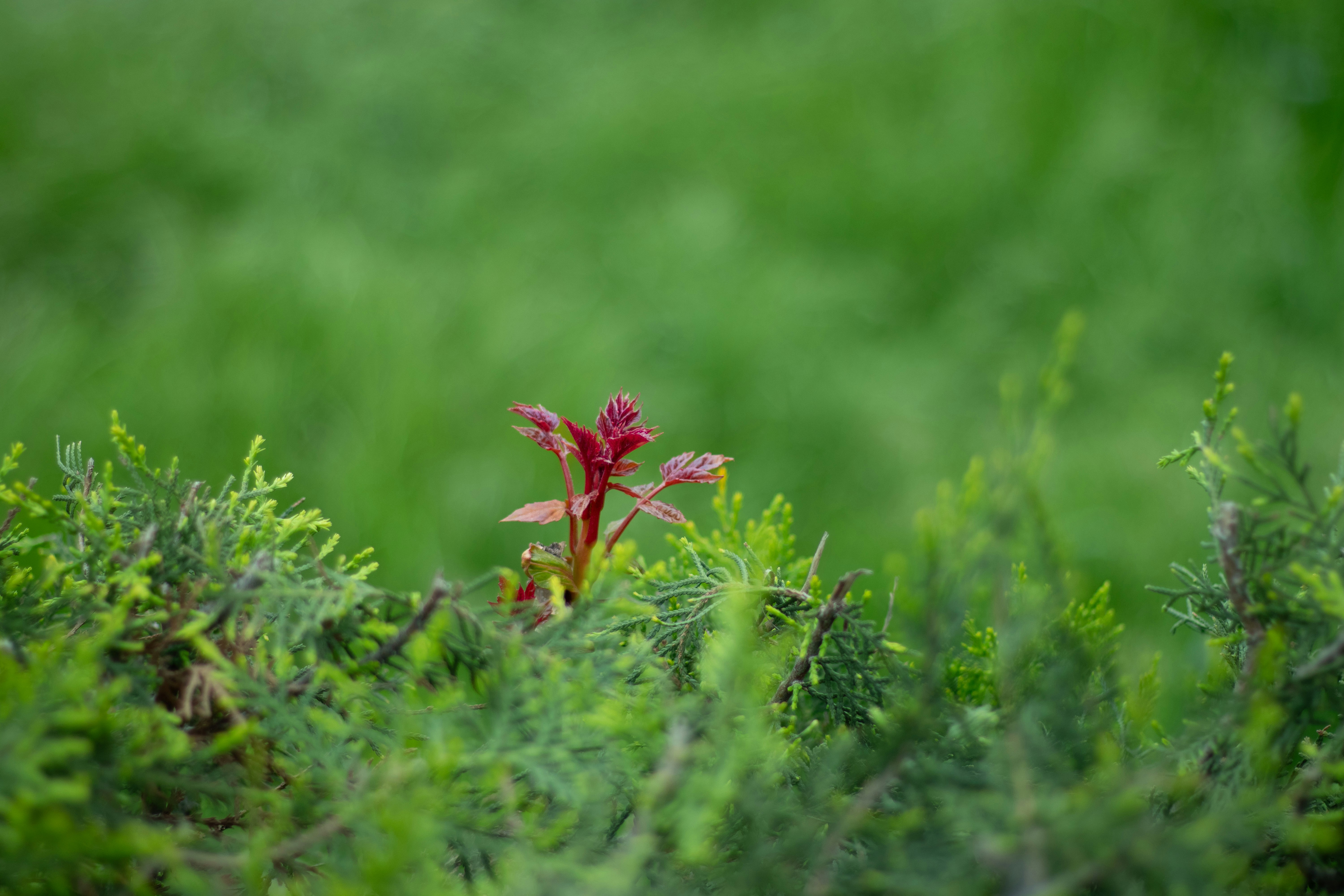 Emerald Needle: A Single Red Sprout Among Green Ferns