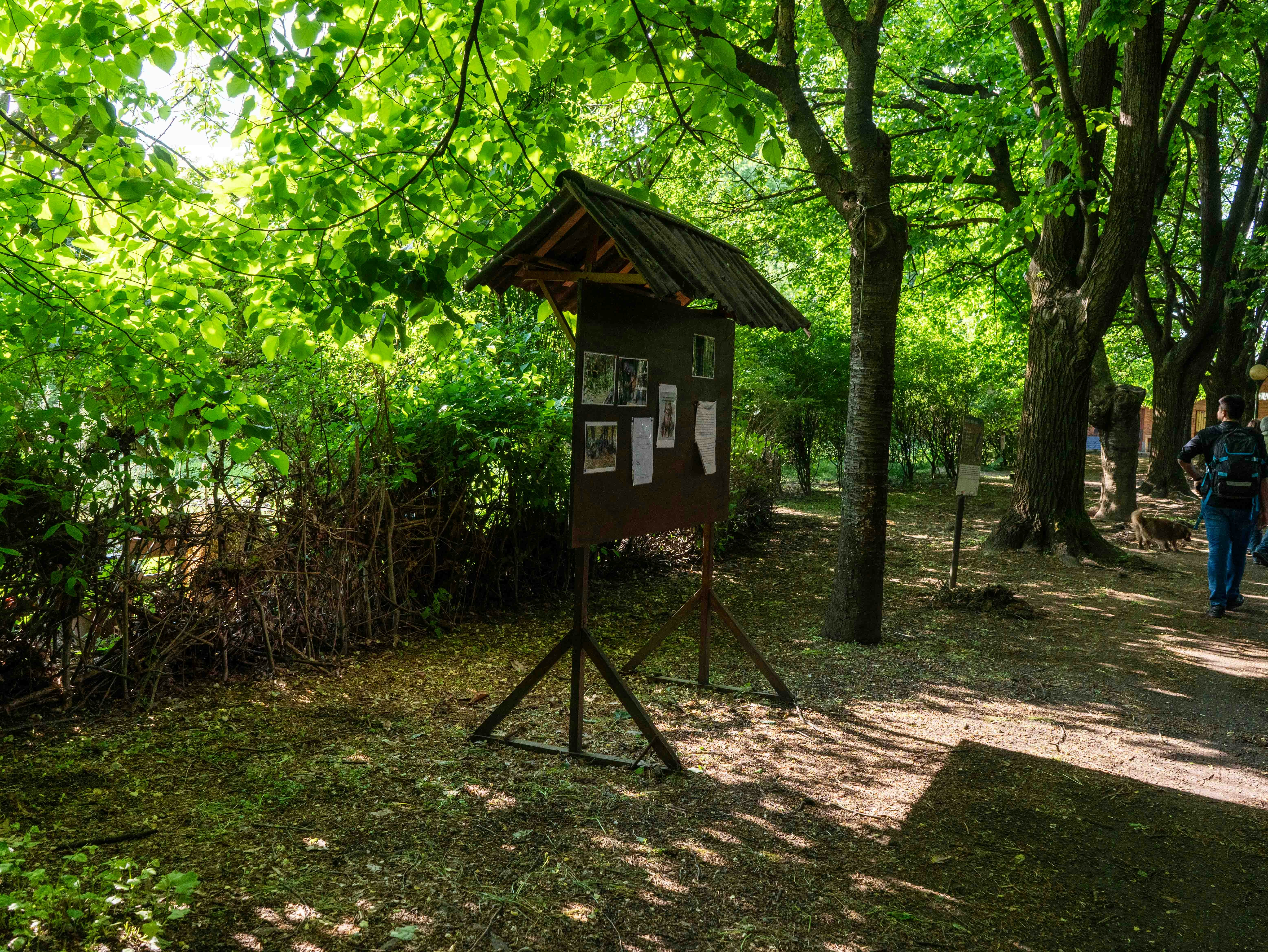 Forest Board: Informational Stand Beside Sunlit Path