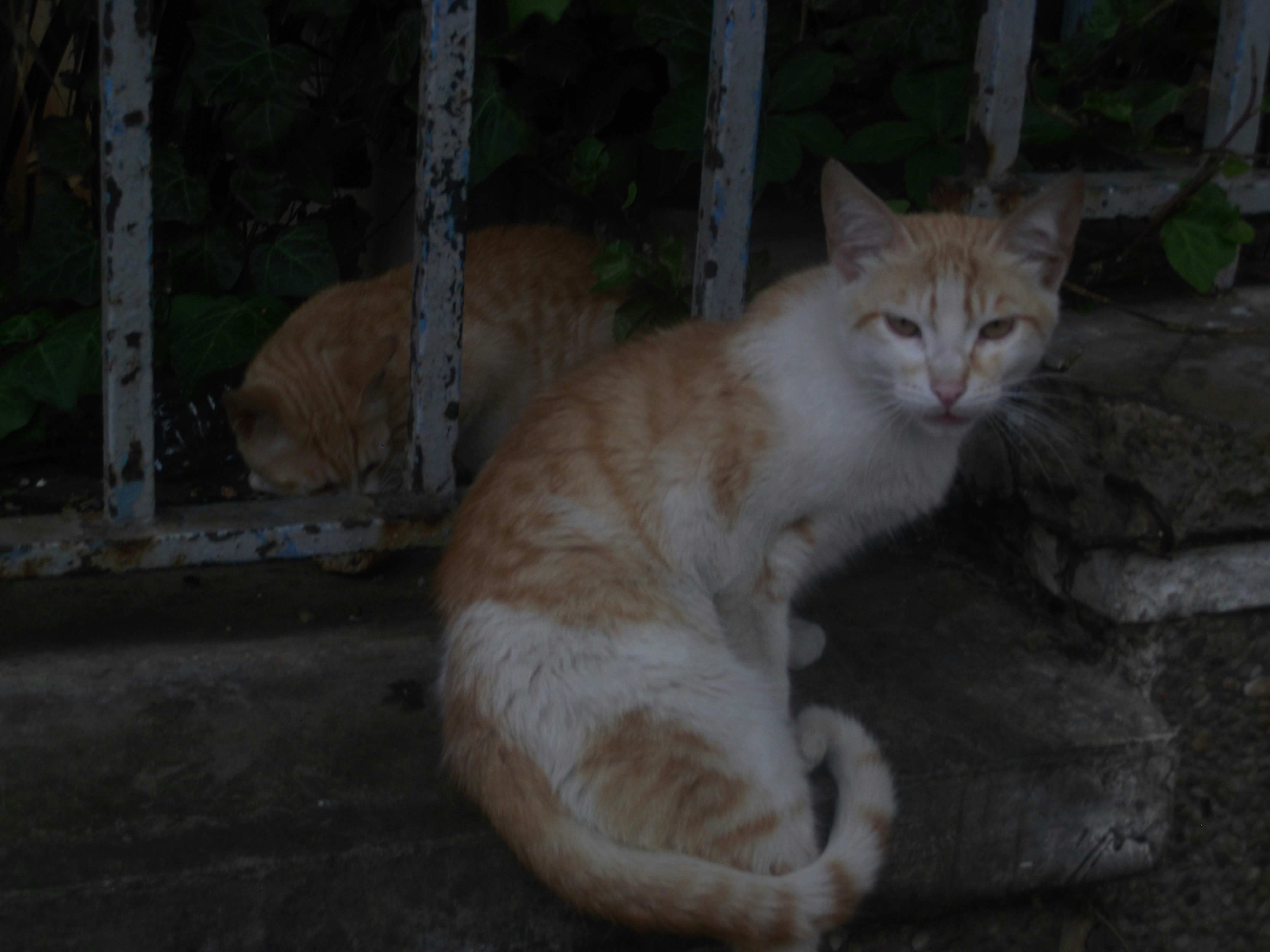 Two orange-and-white cats in a shadowed doorway with metal bars