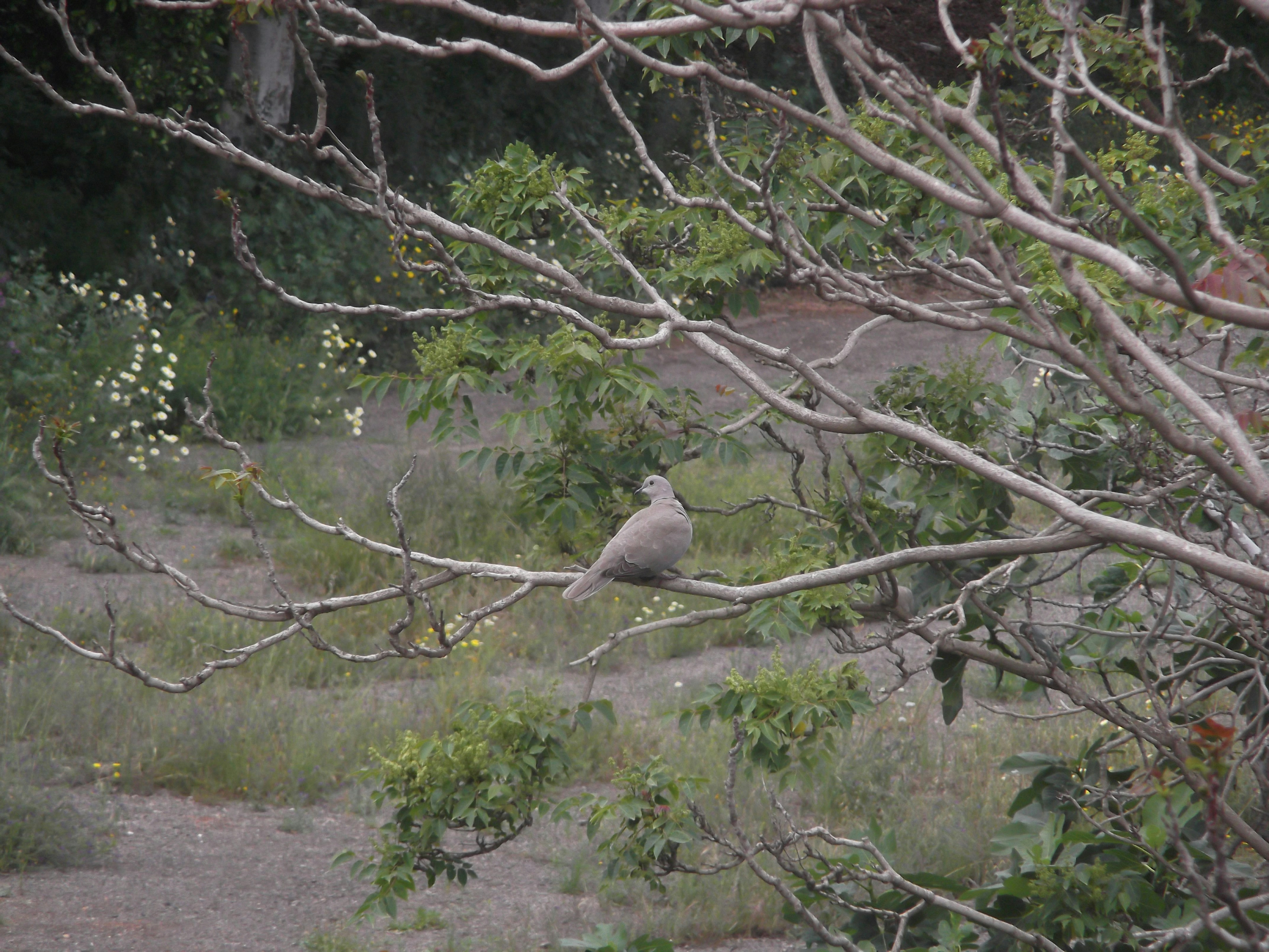 Muted Avian Moment on Dim Branches