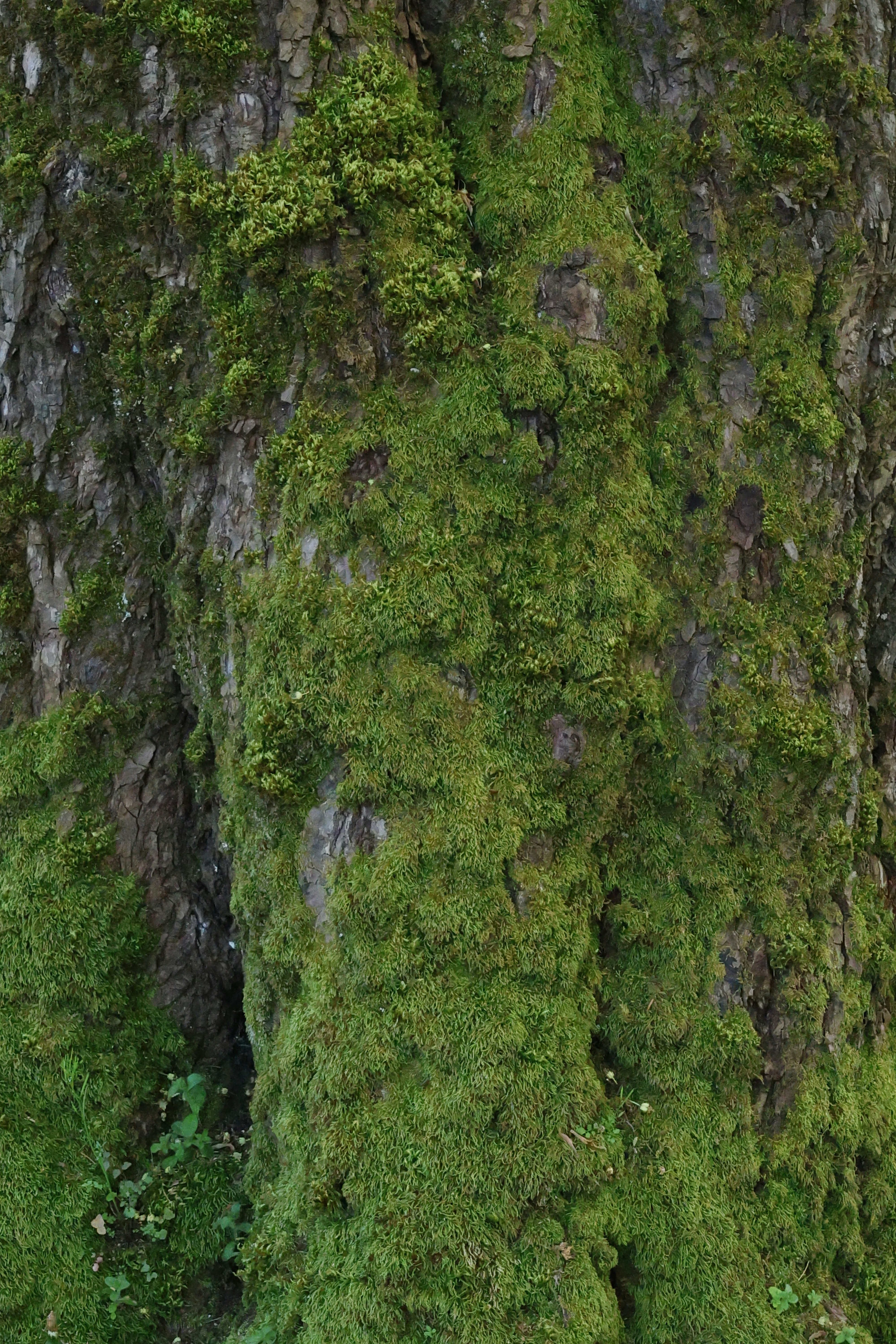 Moss-Cushioned Giant on a Velvet Trunk