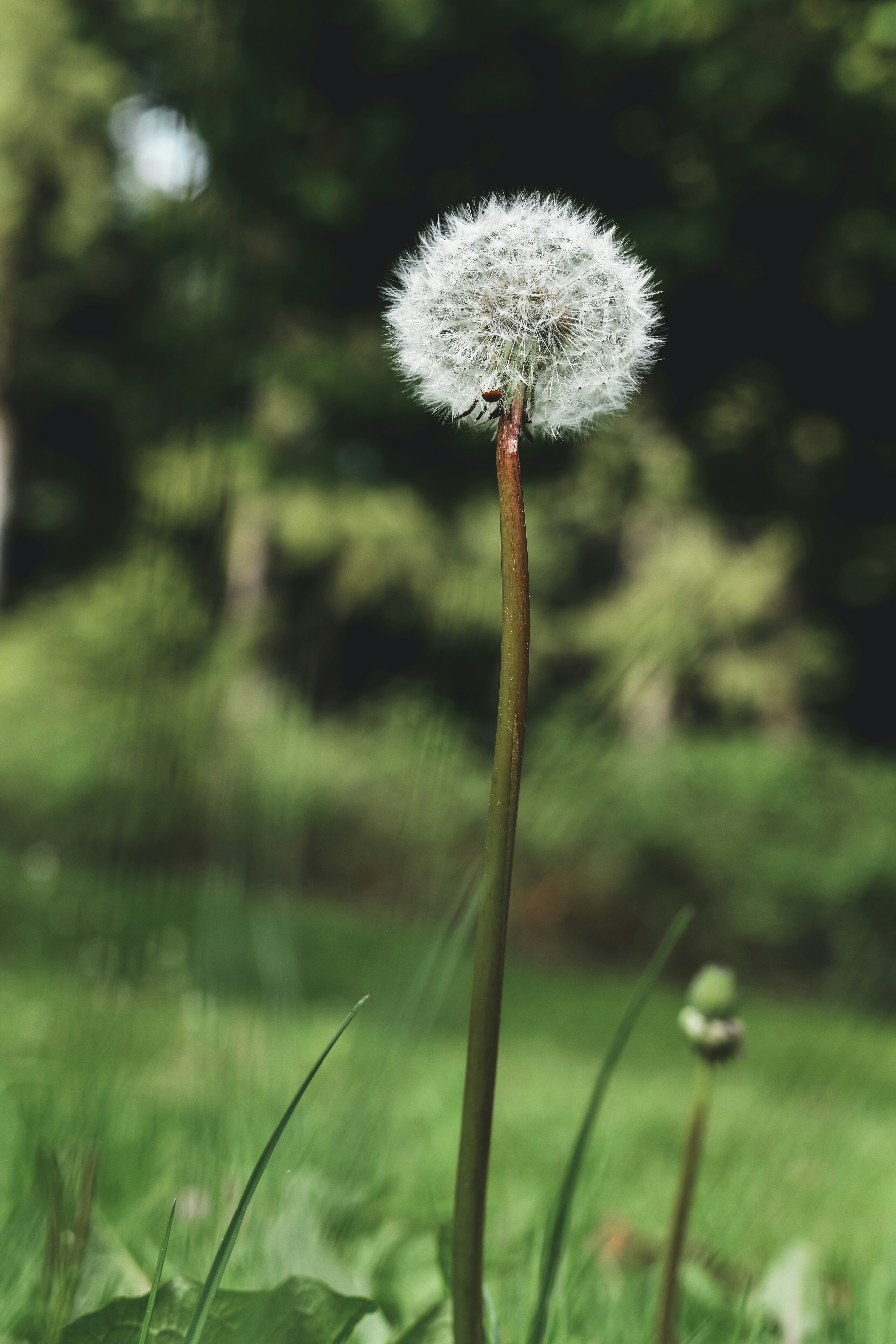 Dandelion Sentinel: Quiet Portrait of a Lone Seed Ball
