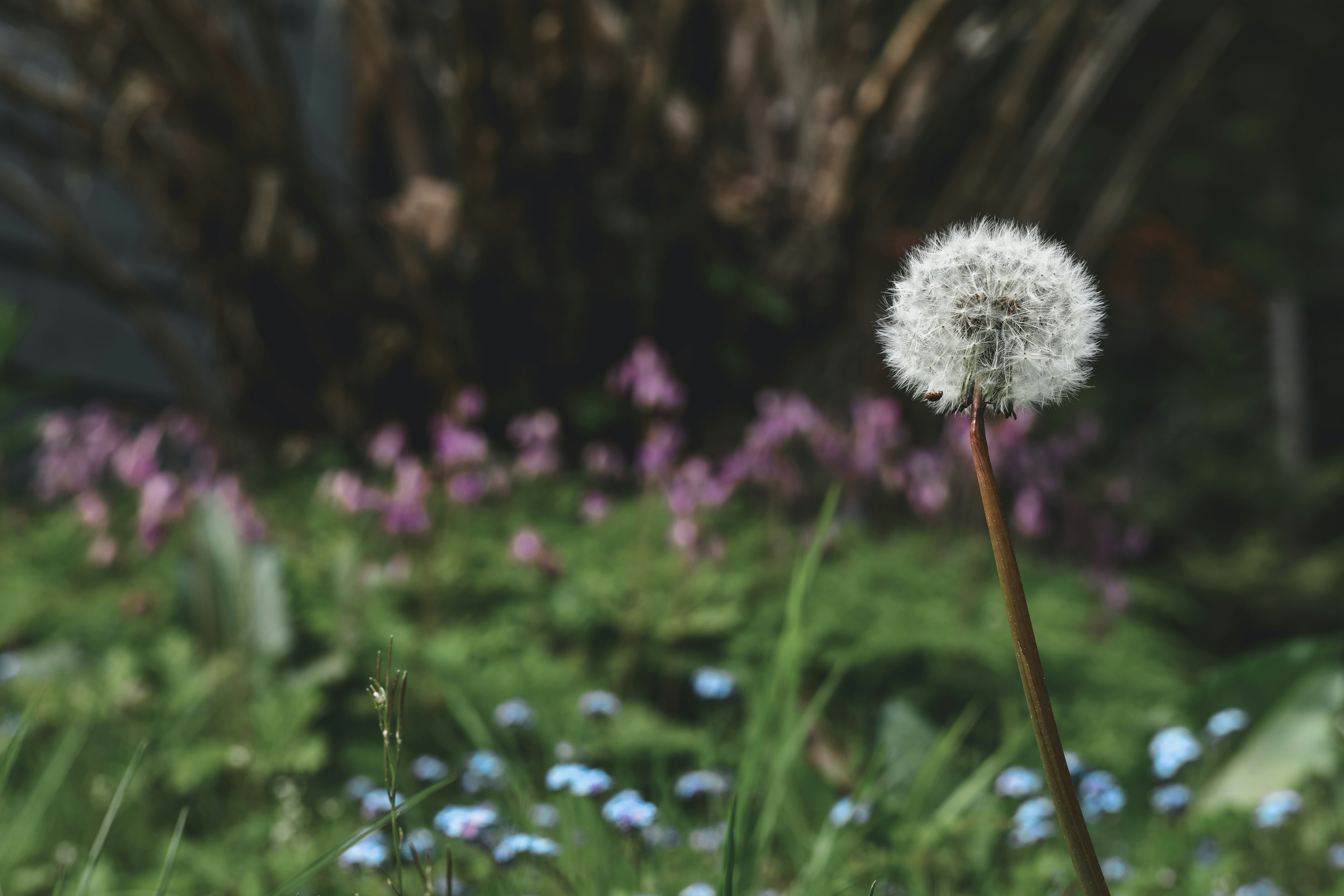 Dandelion on a Quiet Meadow Stage