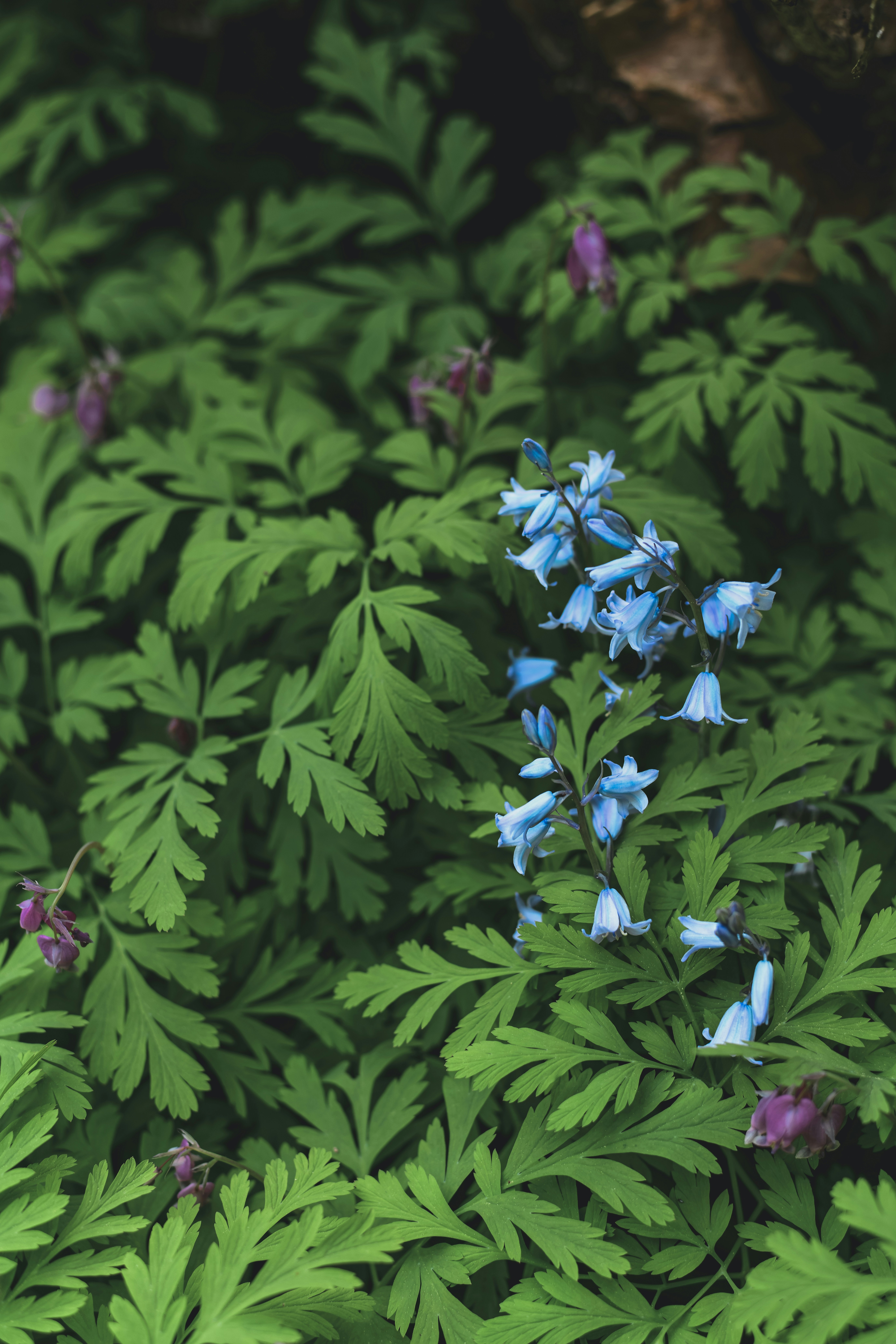 Blue bells amid carved-green leaves