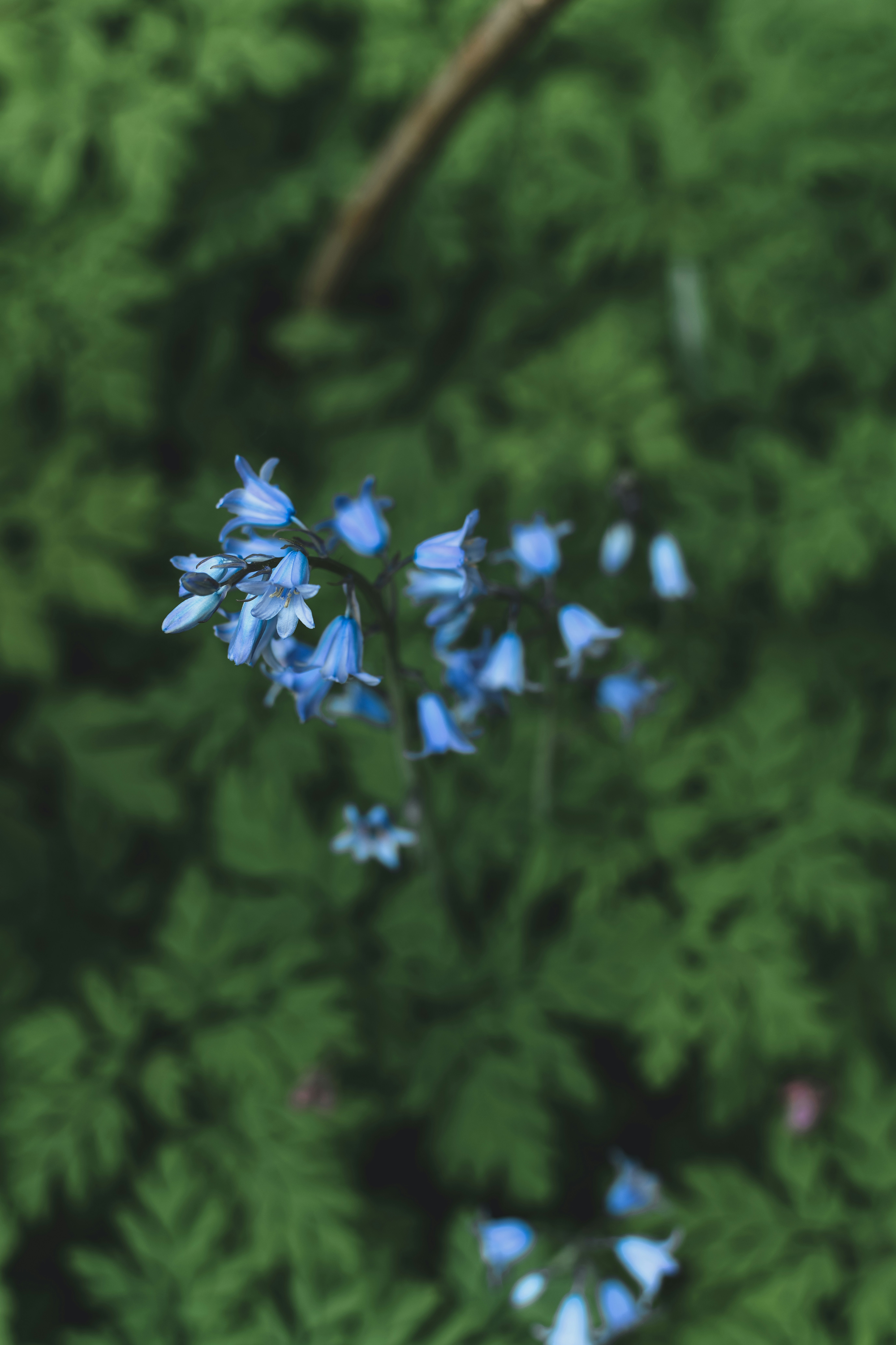 Bluebells in Focus: Delicate Blue Astros Against a Velvet Green Backdrop