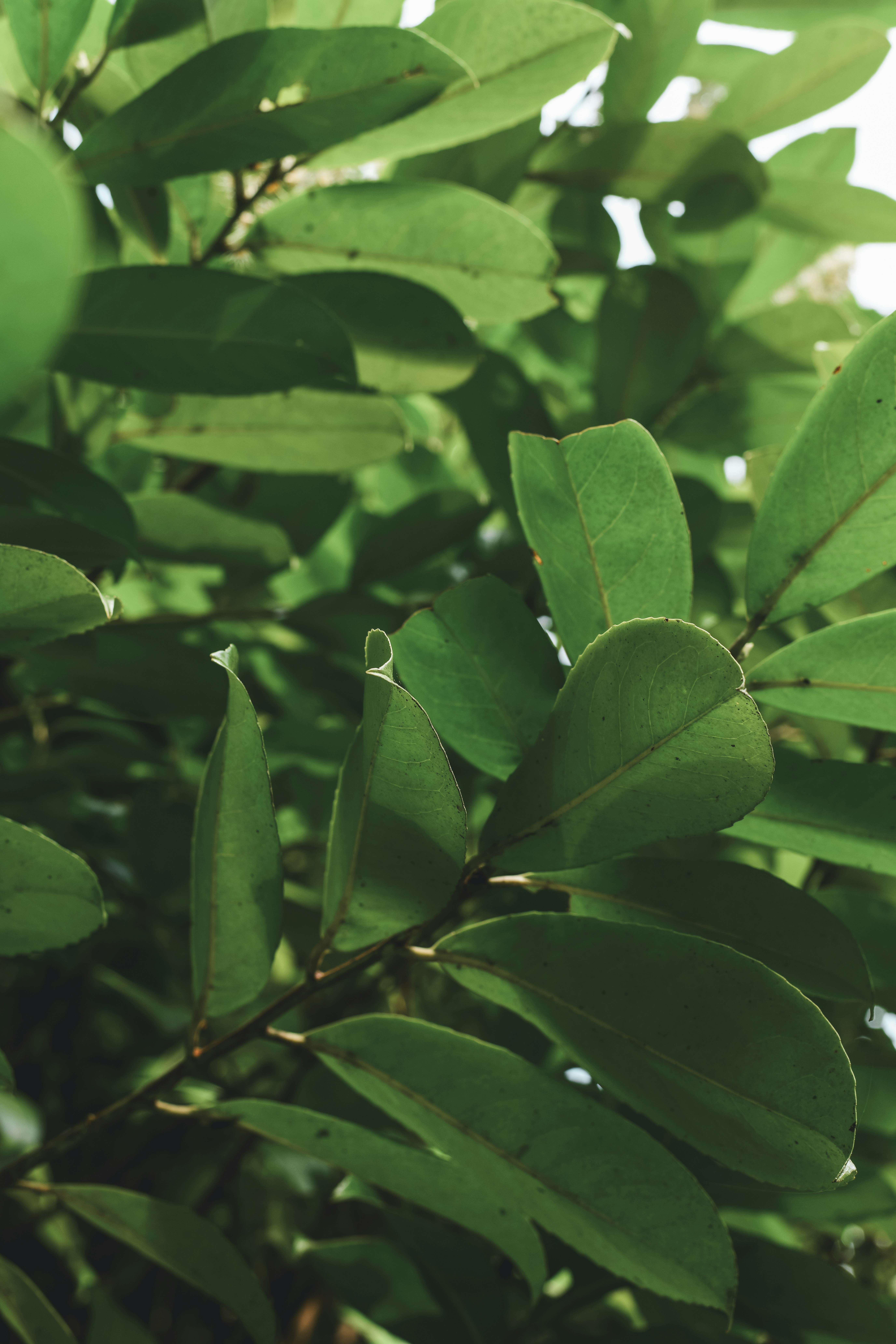 Close-Up of Lush Green Leaves with Subtle Textural Veins