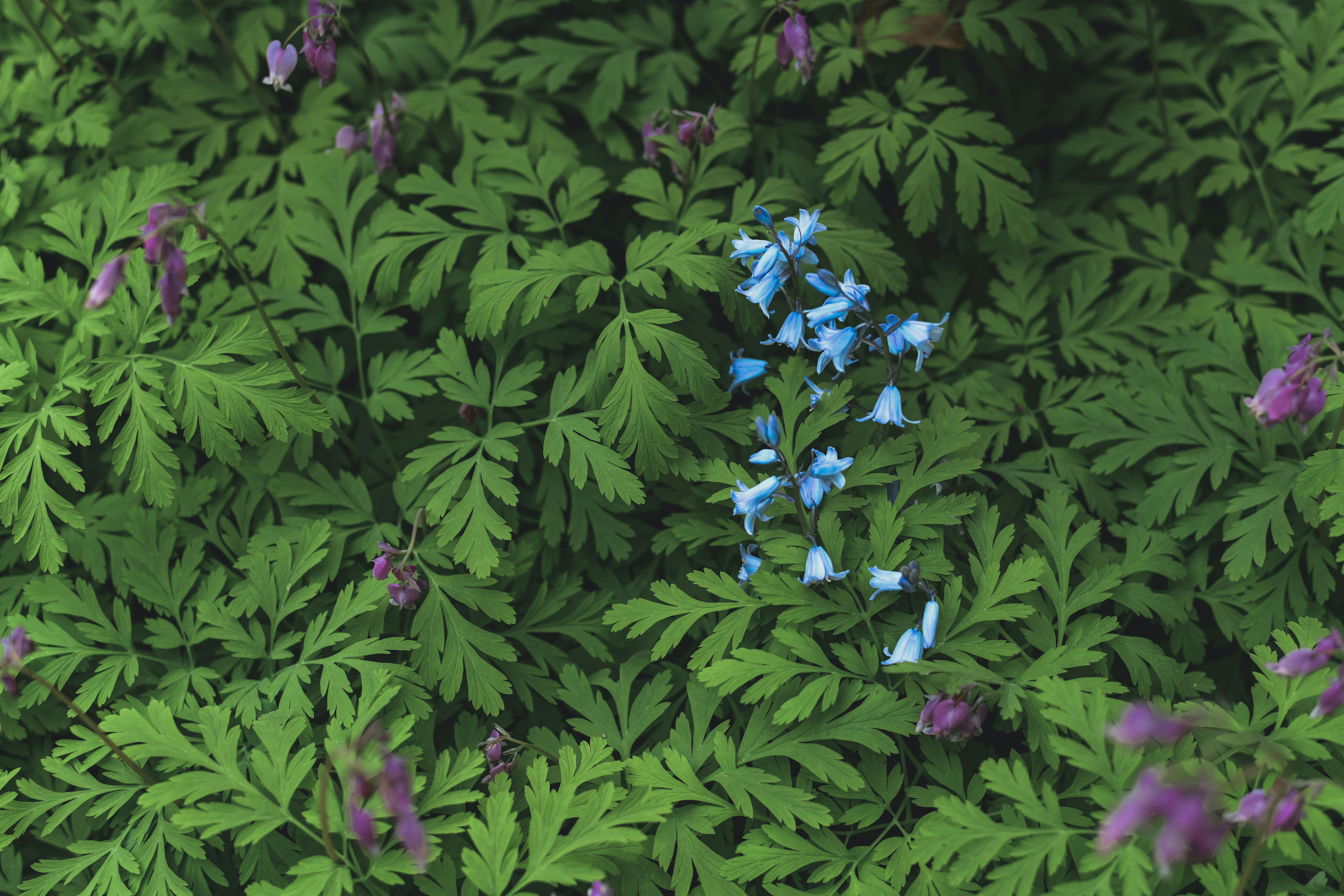 Emerald Foliage with Aster Blue Accent