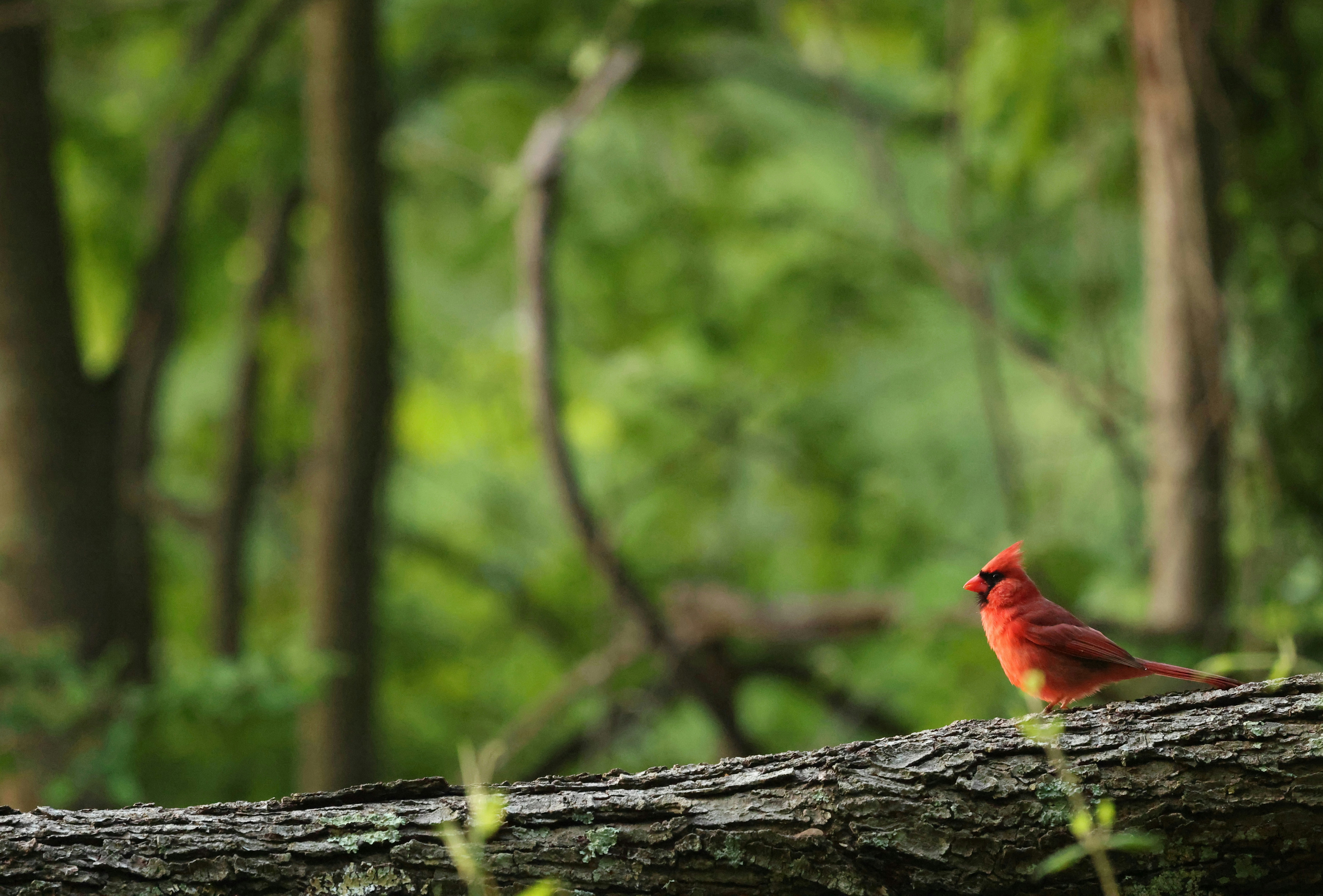 Scarlet Cardinal on a Weathered Log in a Quiet Green Glade