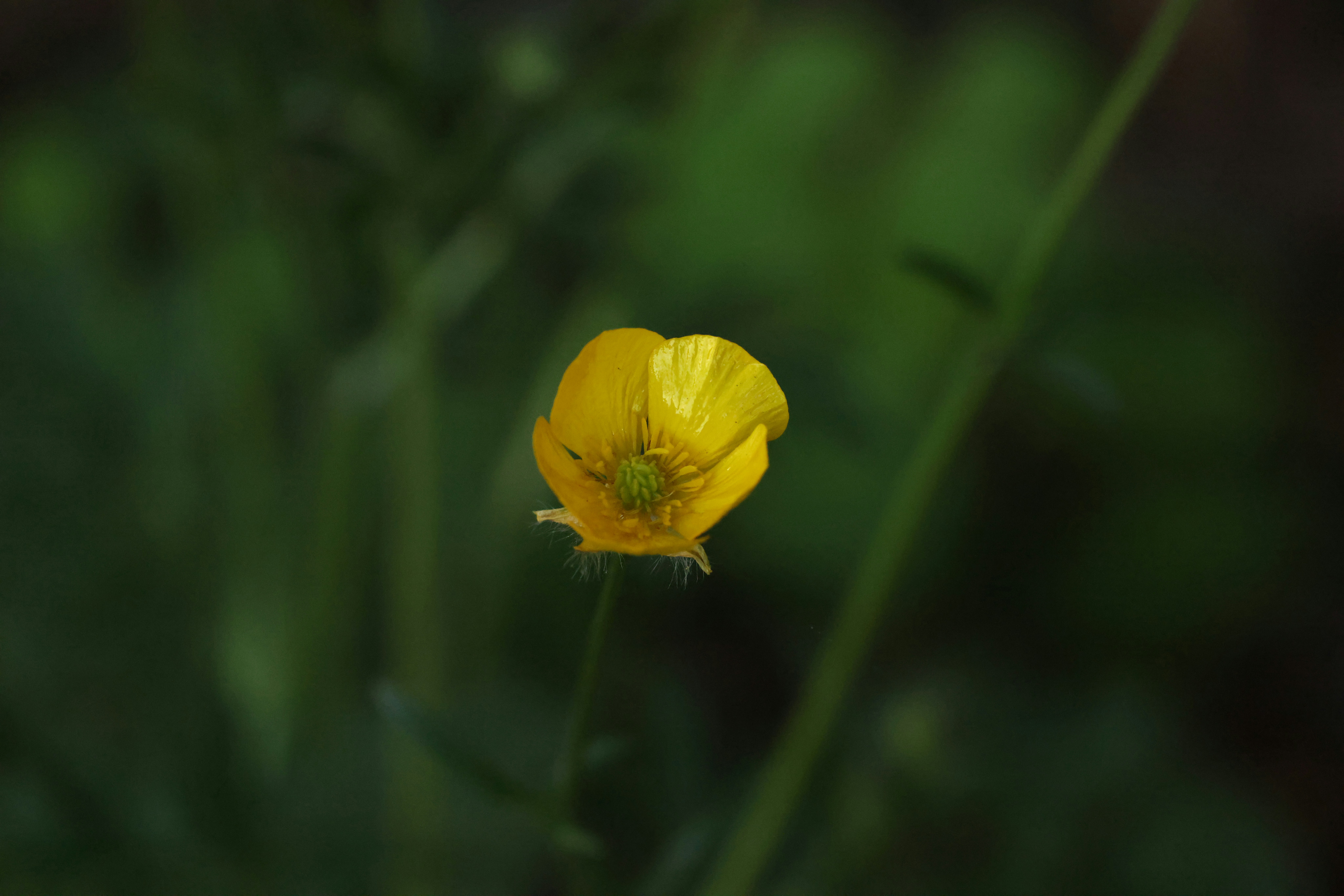 Yellow blossom in soft focus meadow