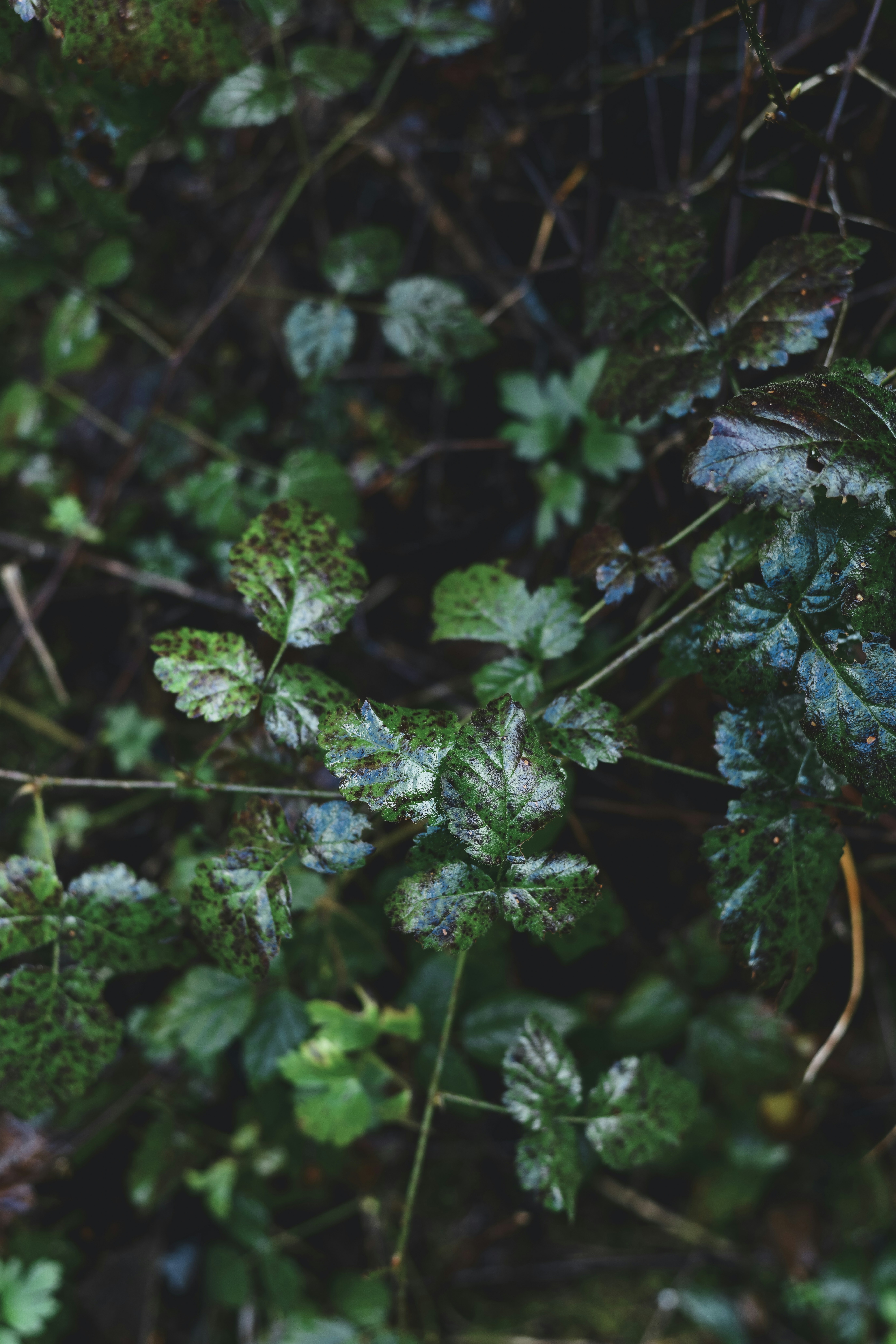 Veins of Green: Moss and Ivy in Quiet Dusk