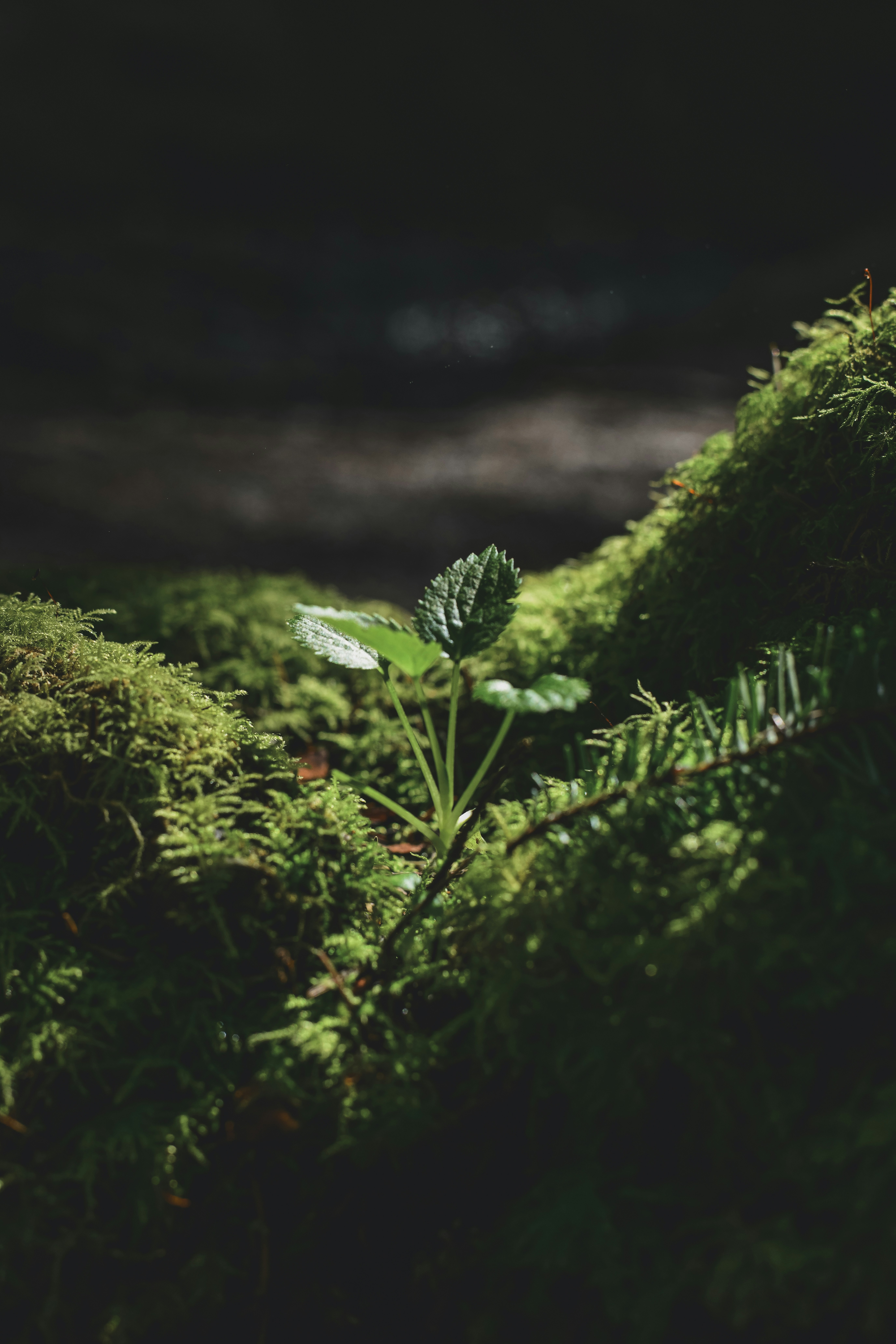 Lone Green Sprout Piercing a Mossy Forest Floor