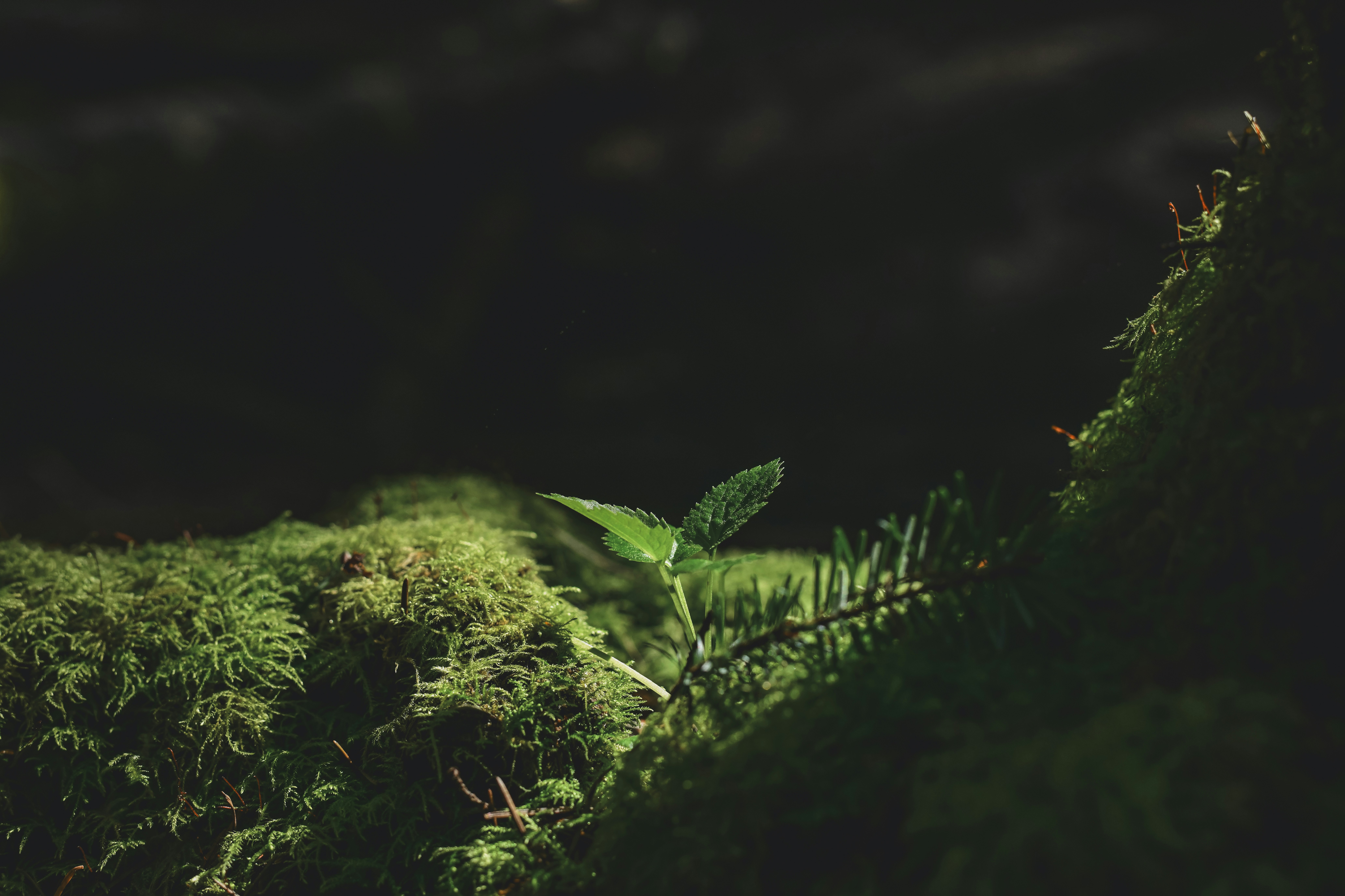 Emergent Fern Between Mossy Verdures