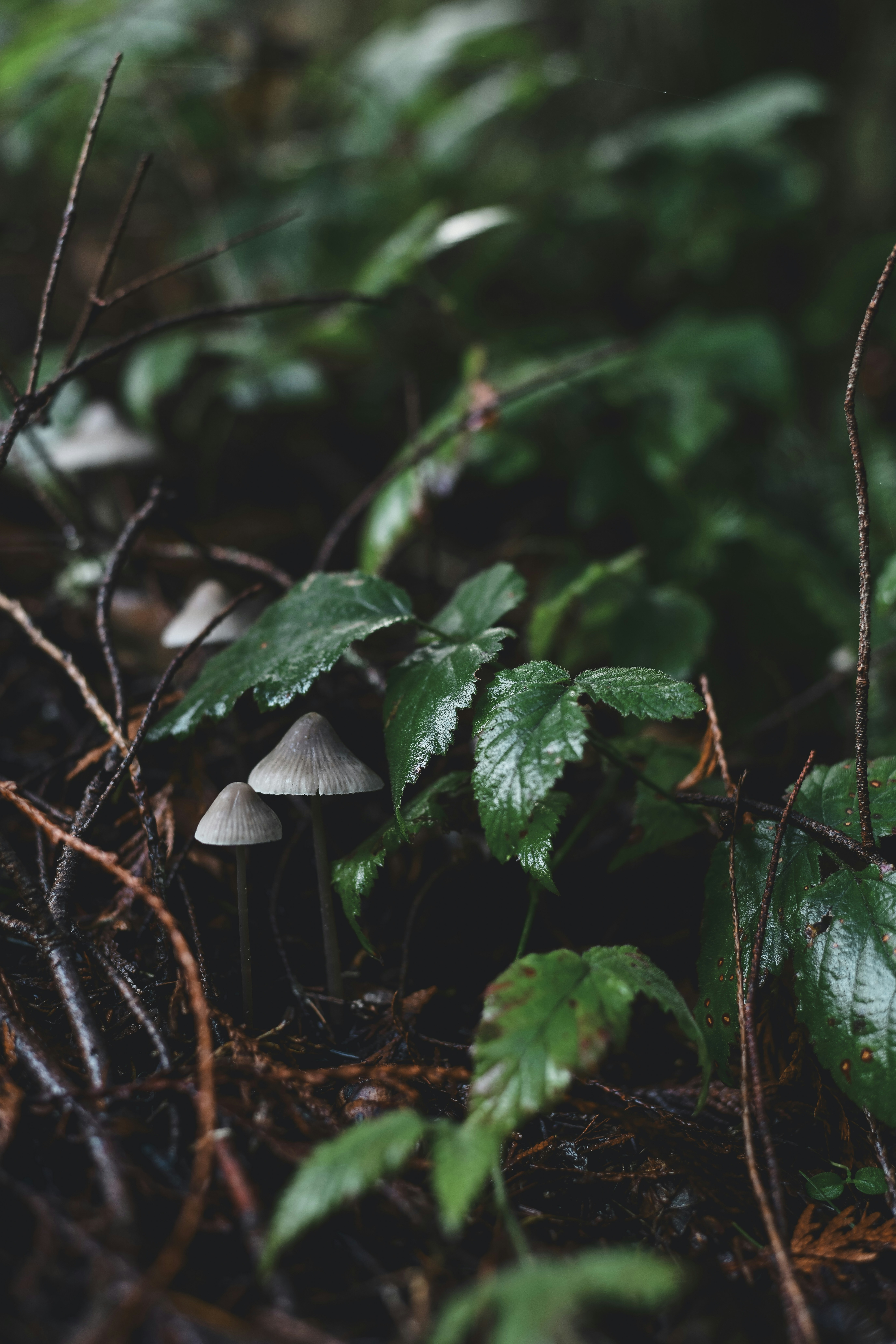 Mushroom Duo Among Night Greenery