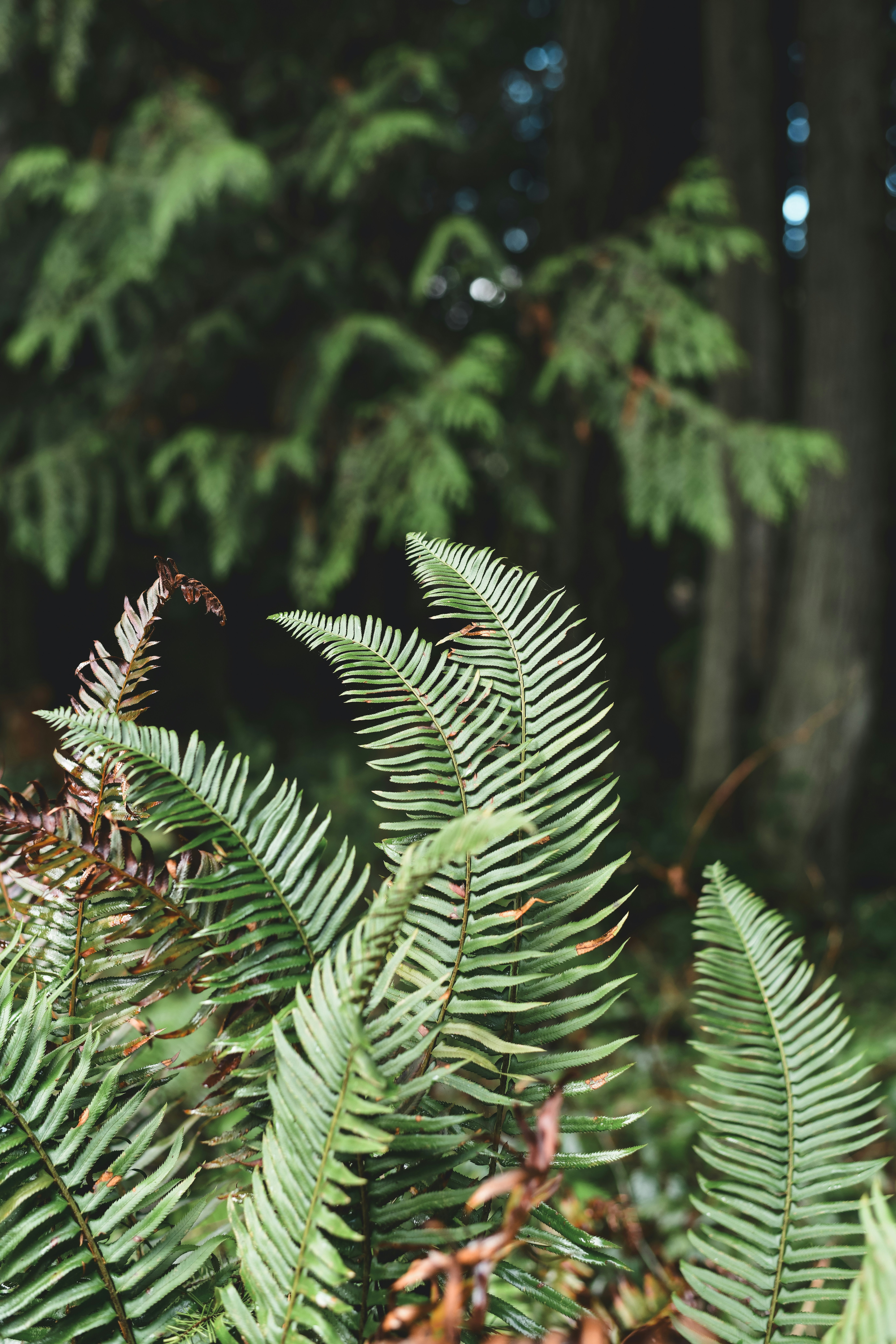 Fern Fronds in Focus: Quiet Depths of a Mossy Forest