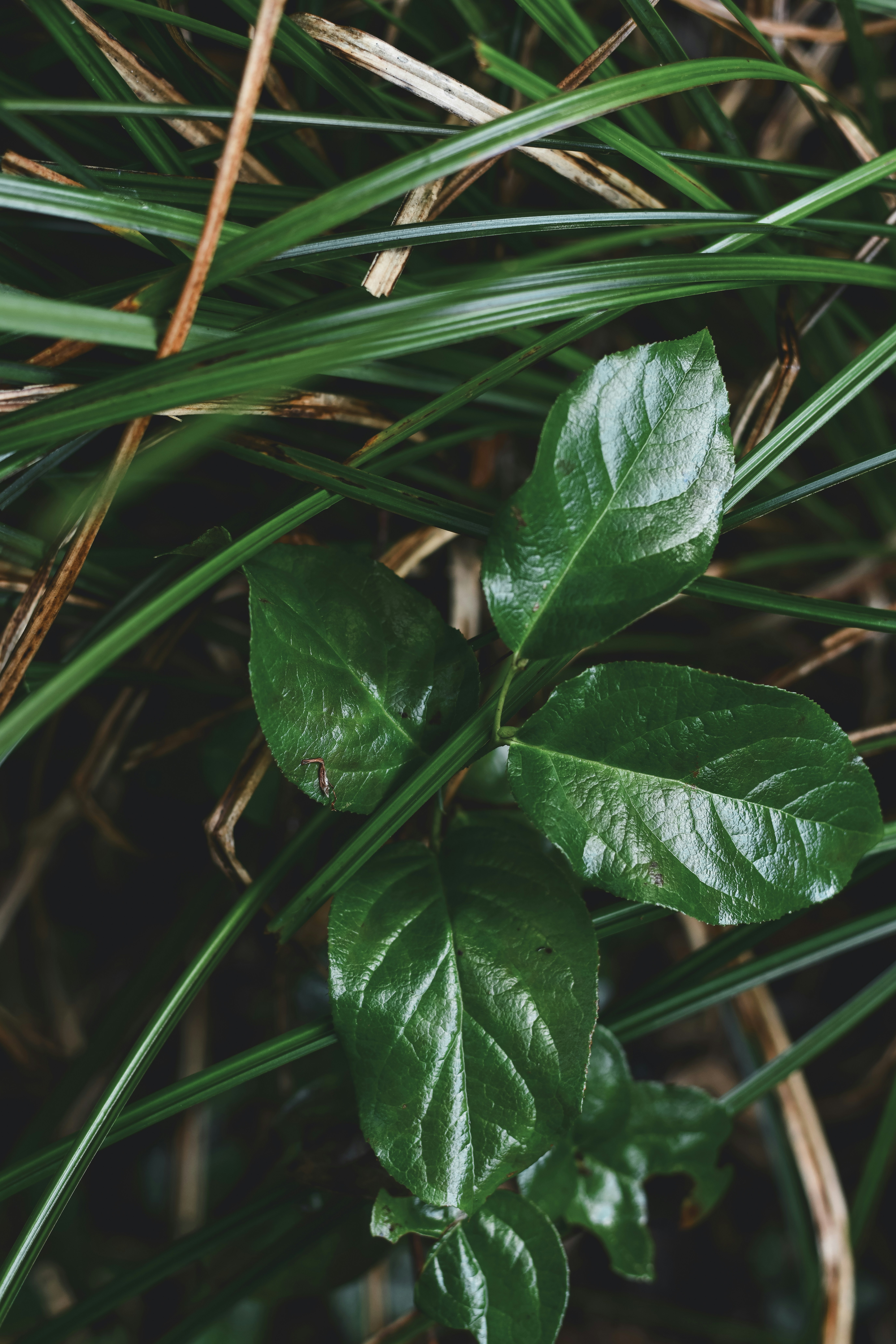 Emerald Leaves in Quiet Understory