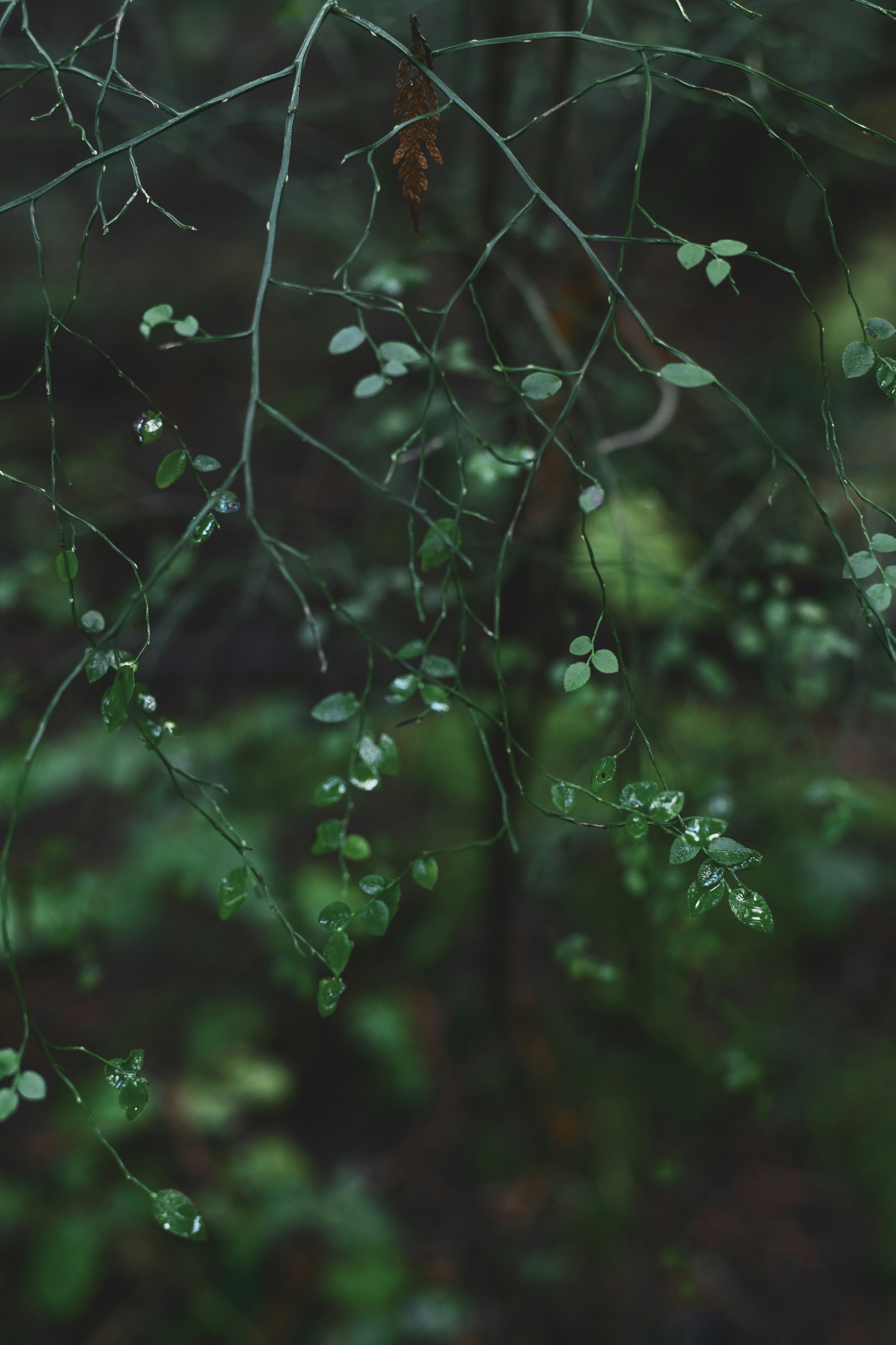 Vine-Cold Quiet: Tender Dew on Fragile Leaves