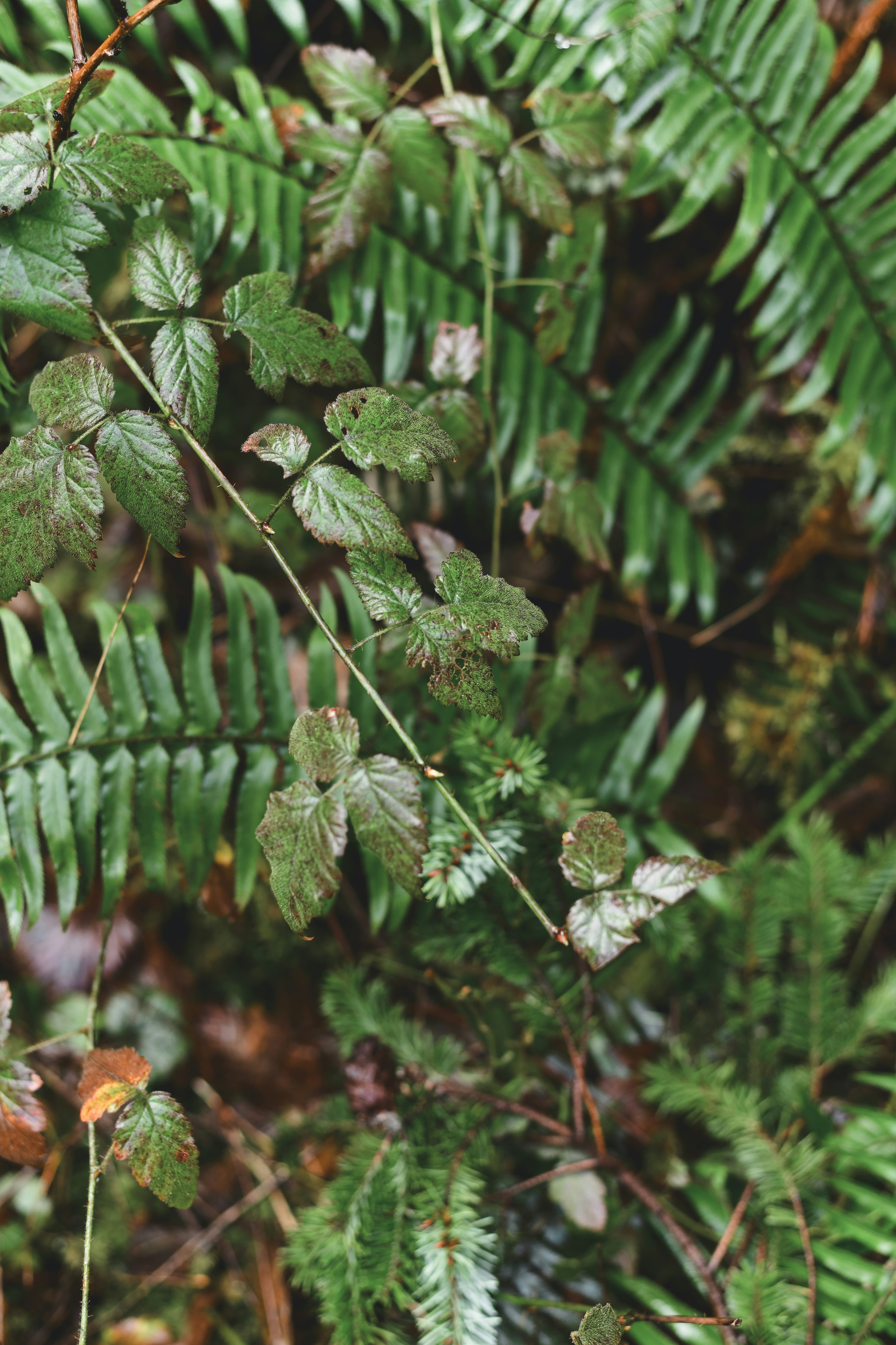 Vine-Creased Greenery: A Close-Up of Ferns and Nettles in Quiet Dappled Light