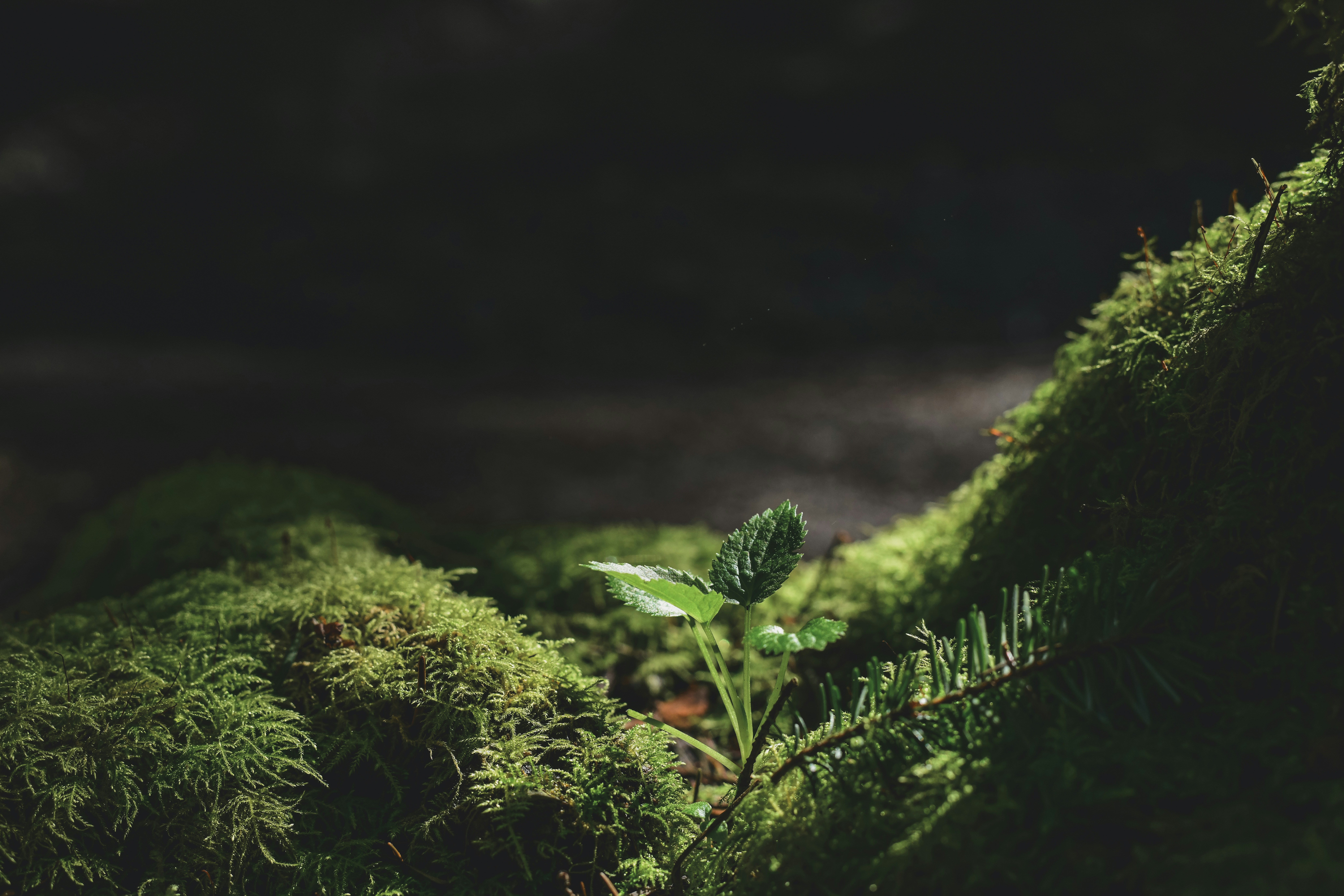 Emergence in the Dappled Forest