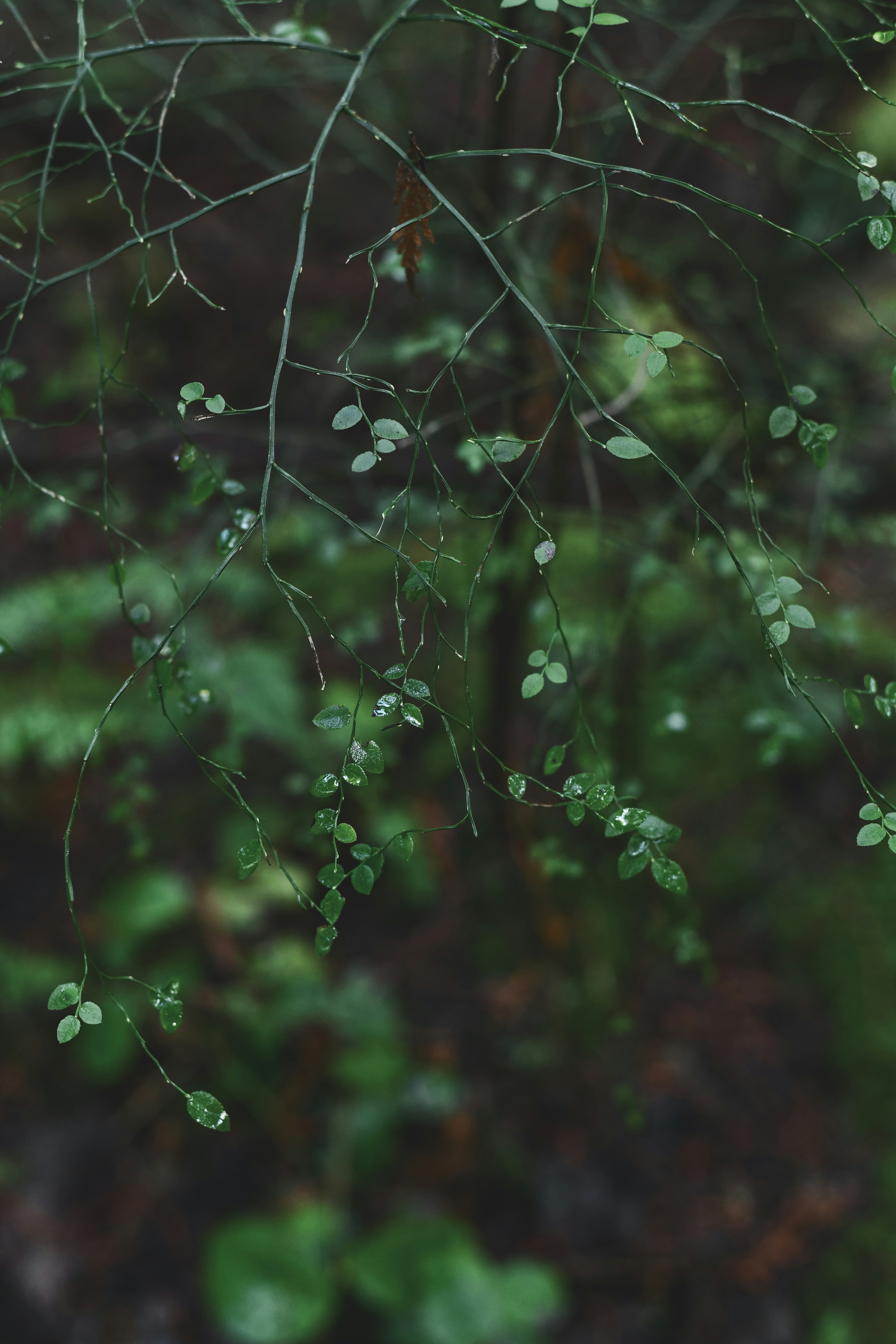 Whispers of Green Veins: Tendrils Wandering Through Shade
