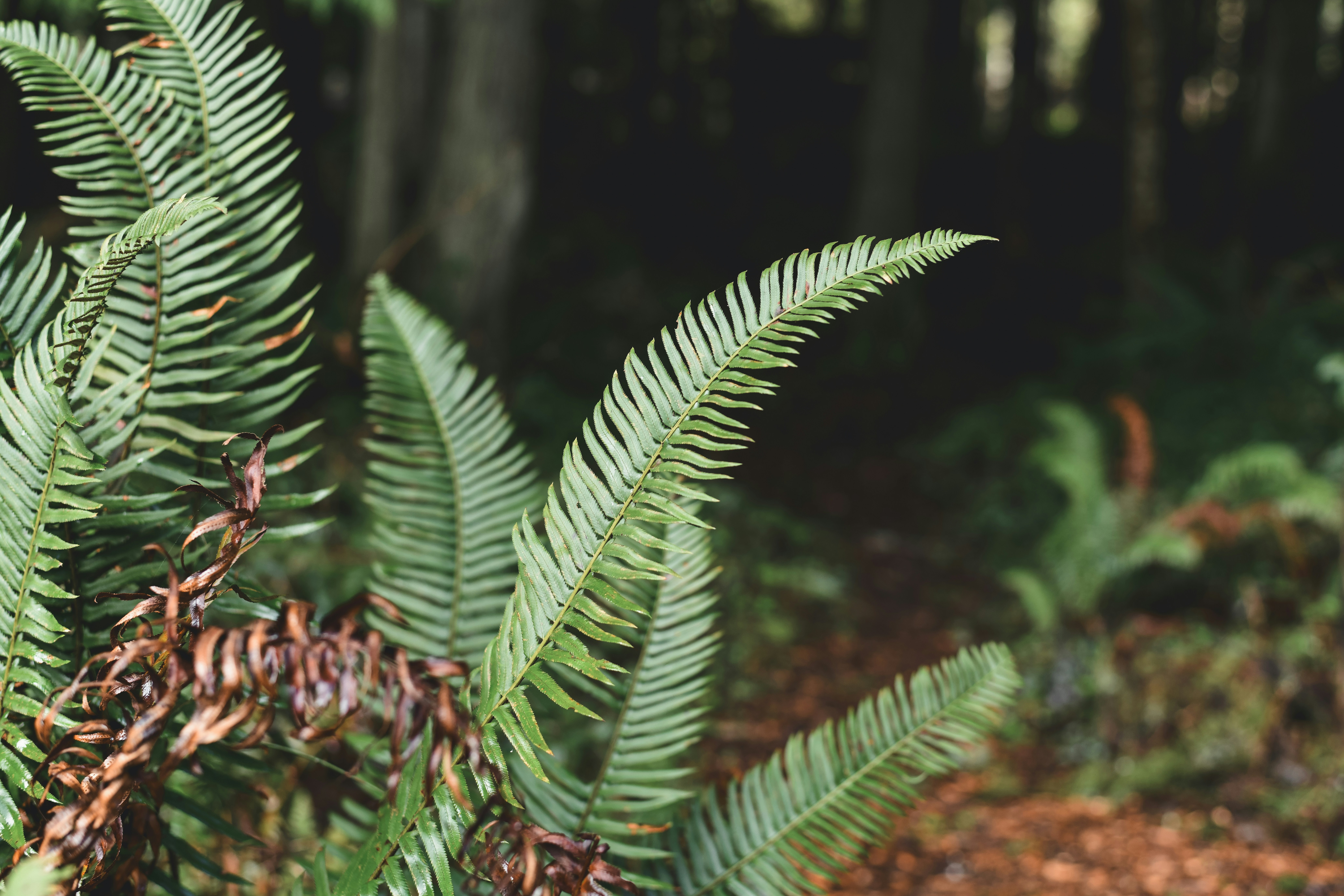 Close-up of vibrant green fern fronds in a shaded forest clearing, with a soft, out-of-focus background highlighting natural texture and life.