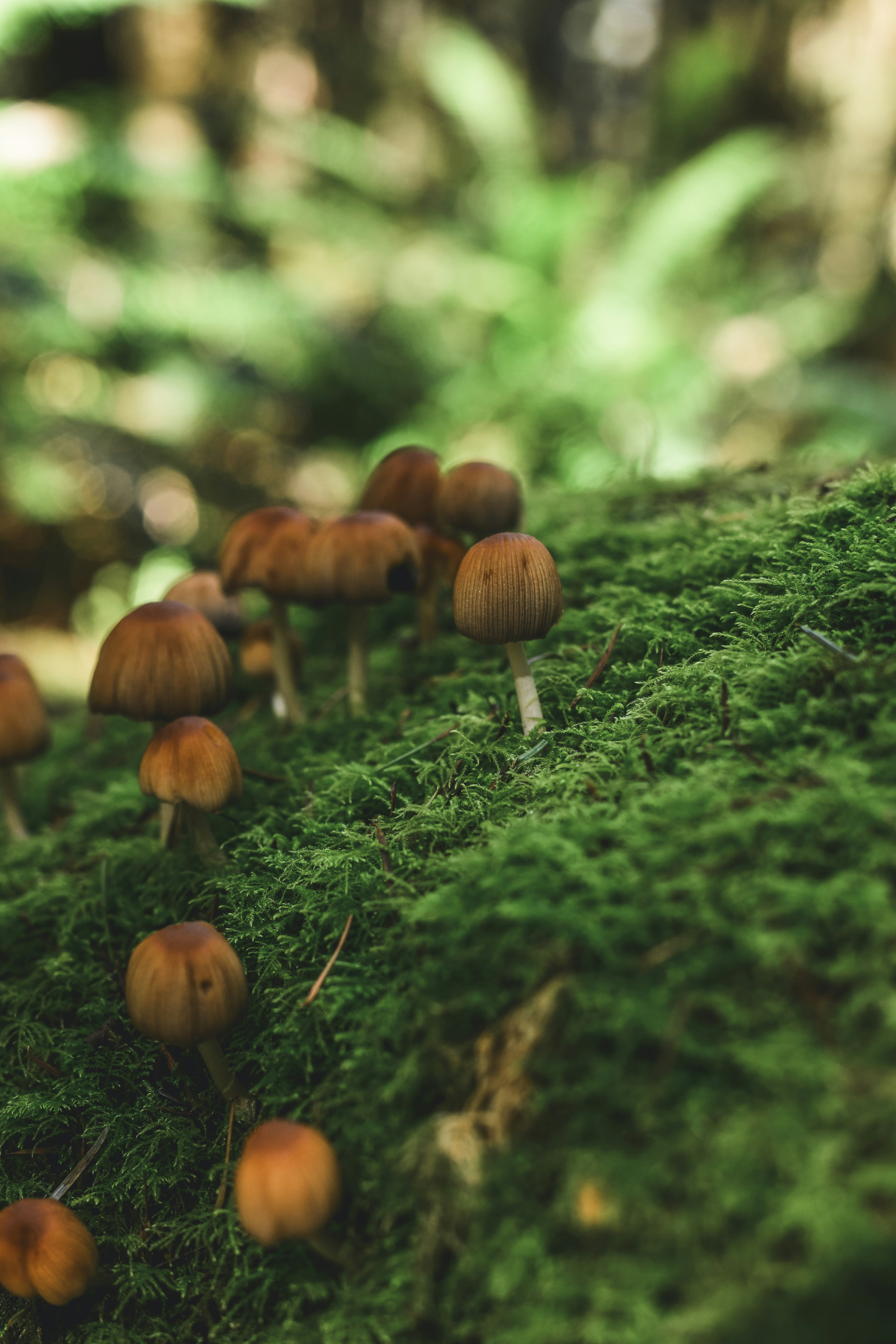 Mushroom Choir on a Mossy Slope