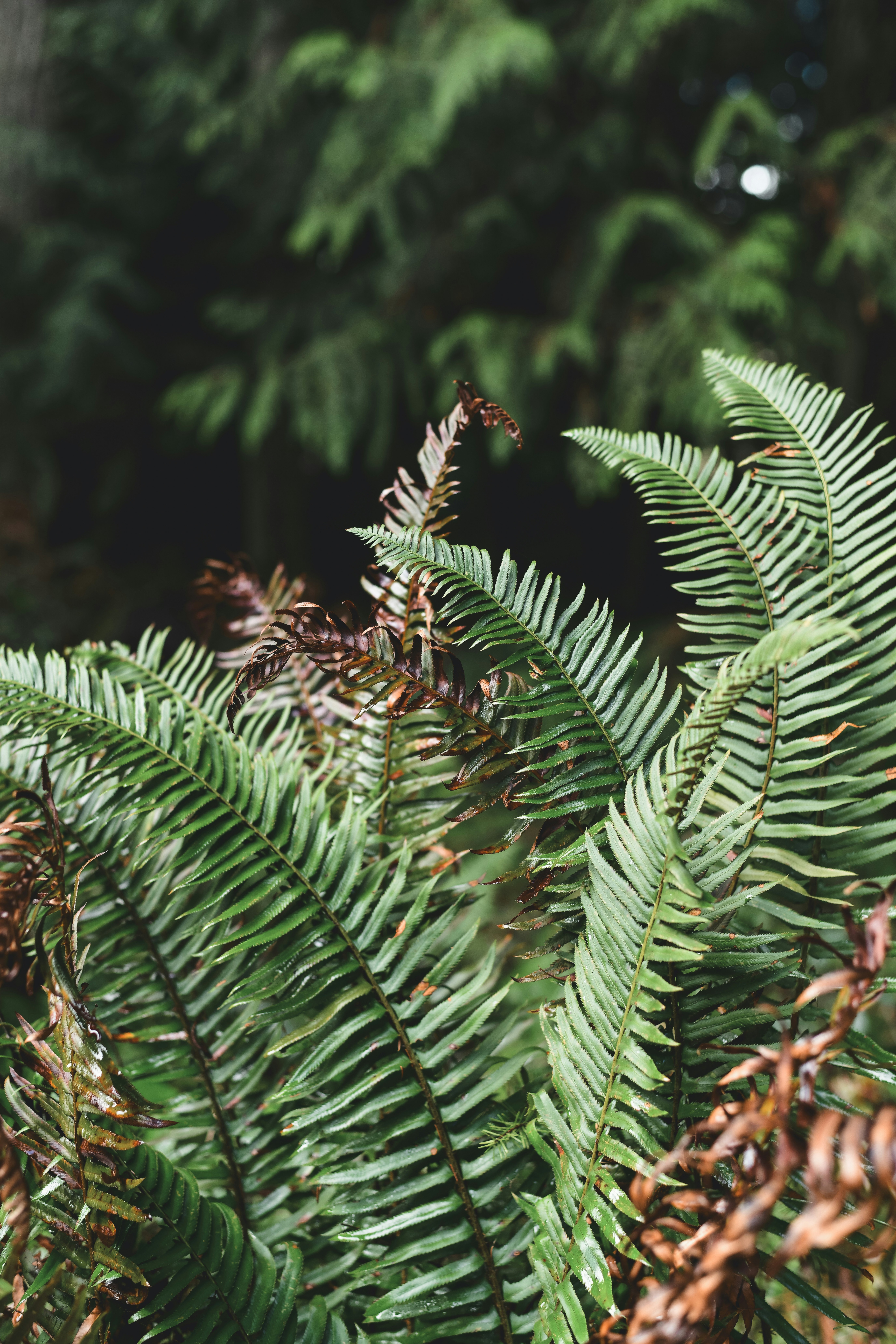 Fronds Framing the Quiet Edge of a Fern Grove