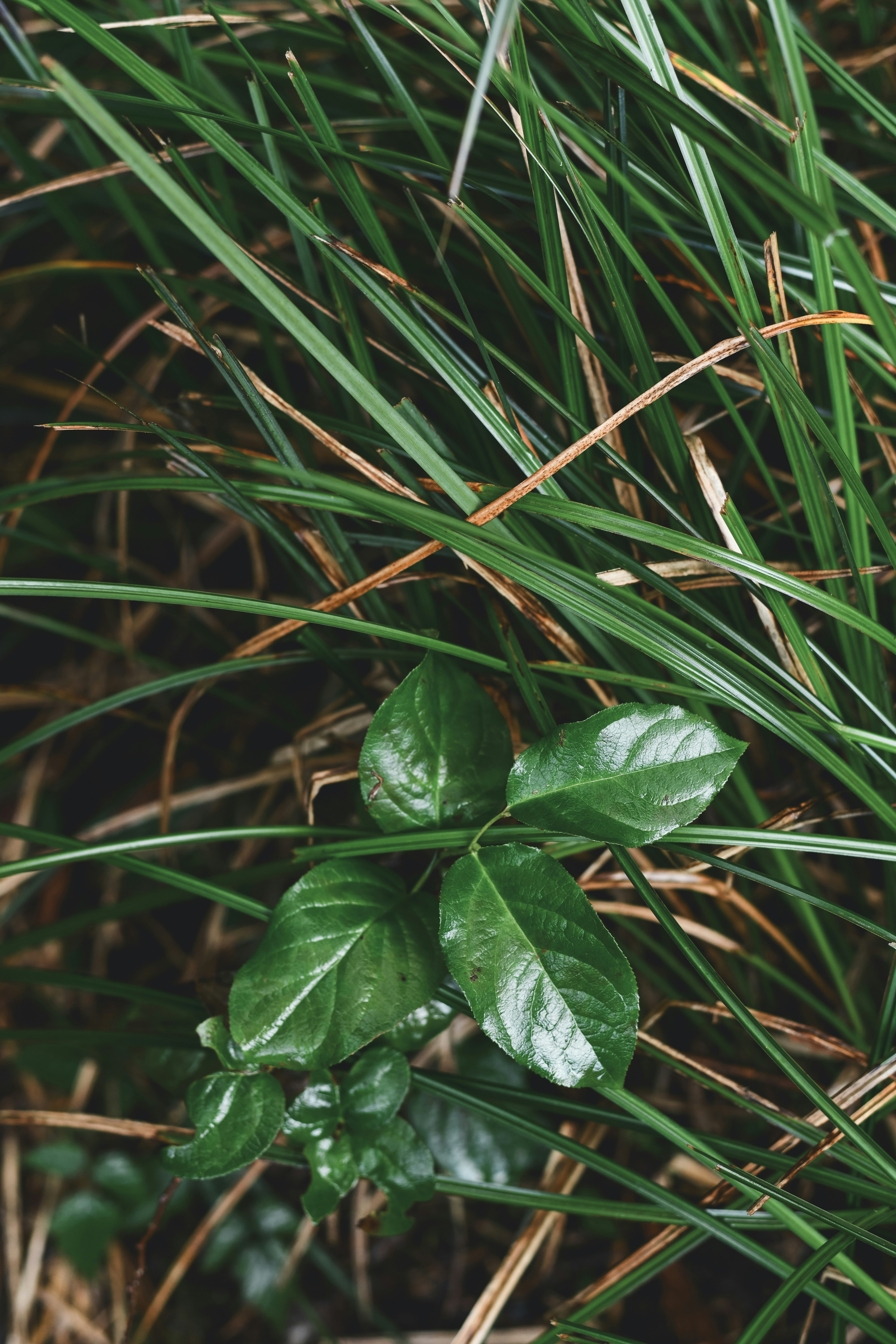 Emerald Vein: A Close-Up of Leafy Texture Among Grass