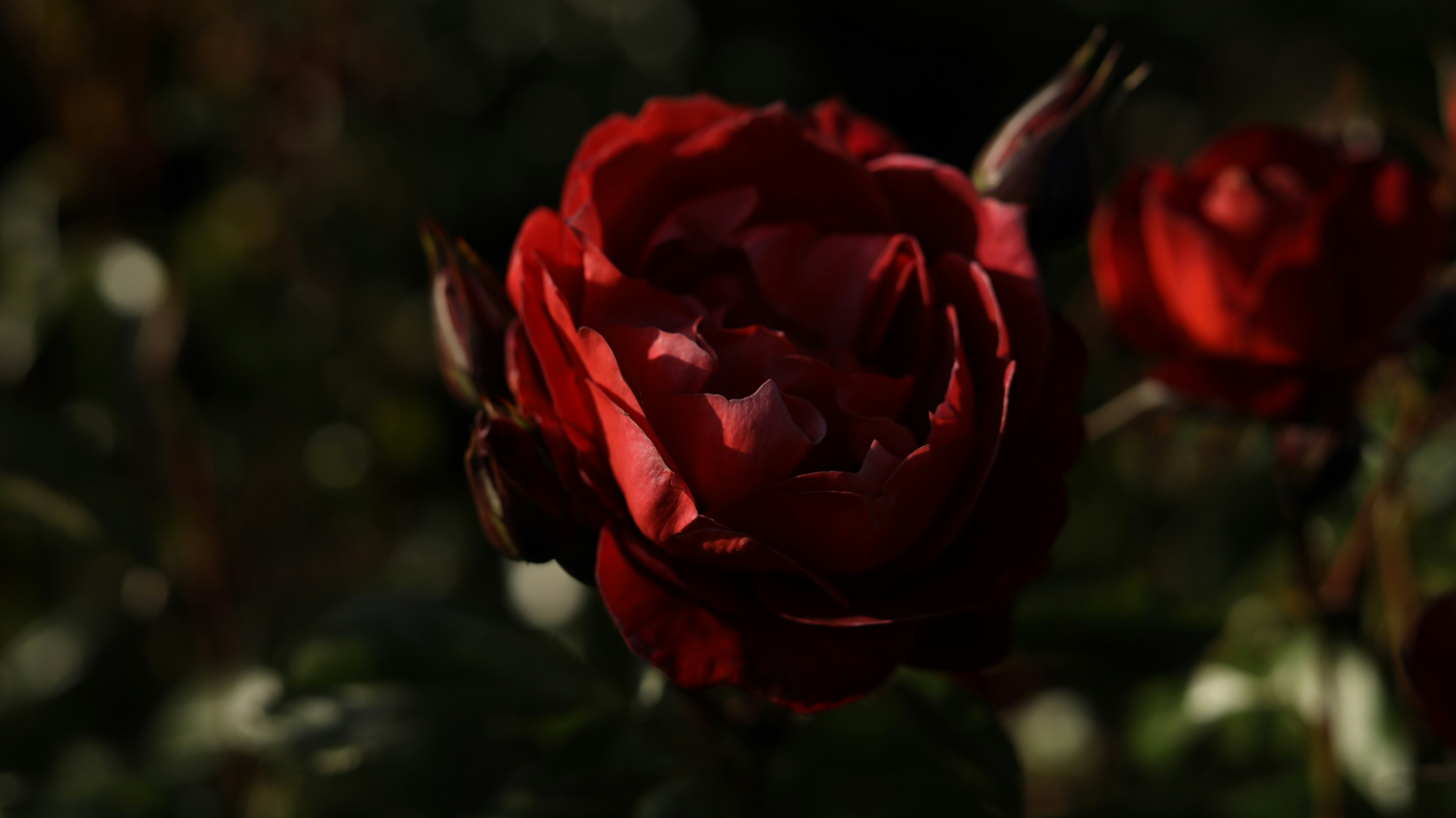 Crimson Bloom in Shadowed Garden