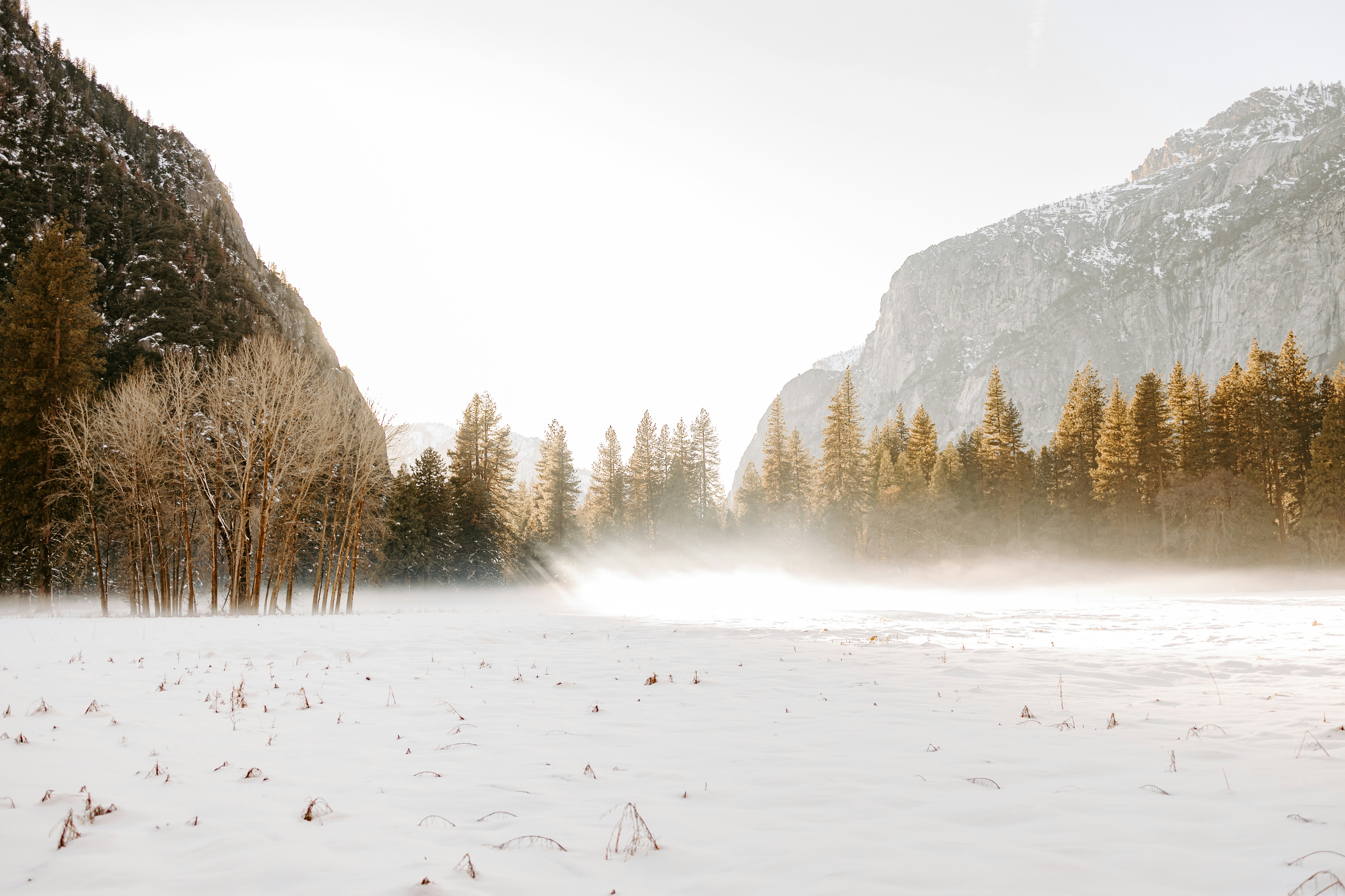 Mist over the Snowfield: Dawn in the Valley of Pines
