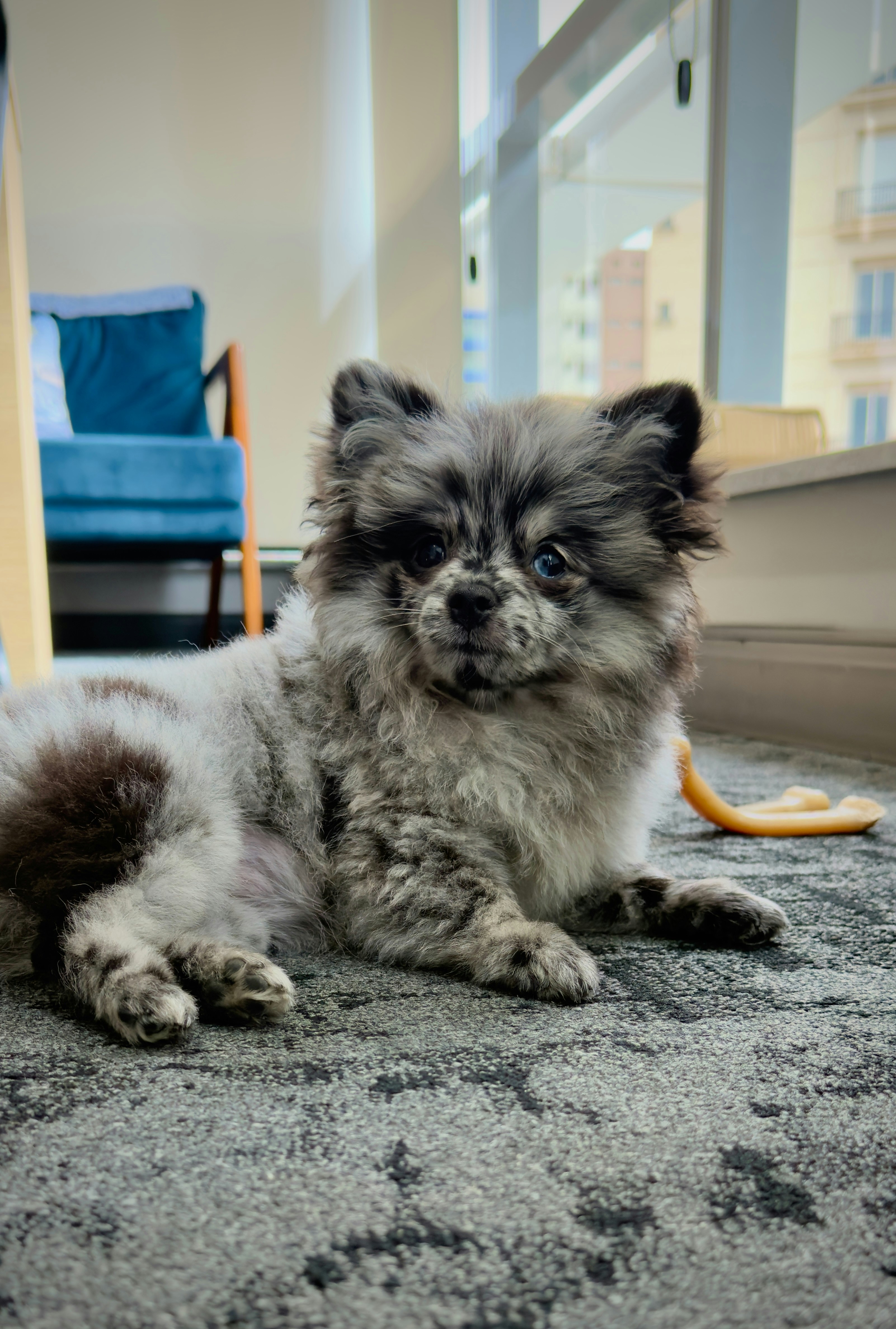 Low-angle glance: a fluffy pup on a sunlit carpet