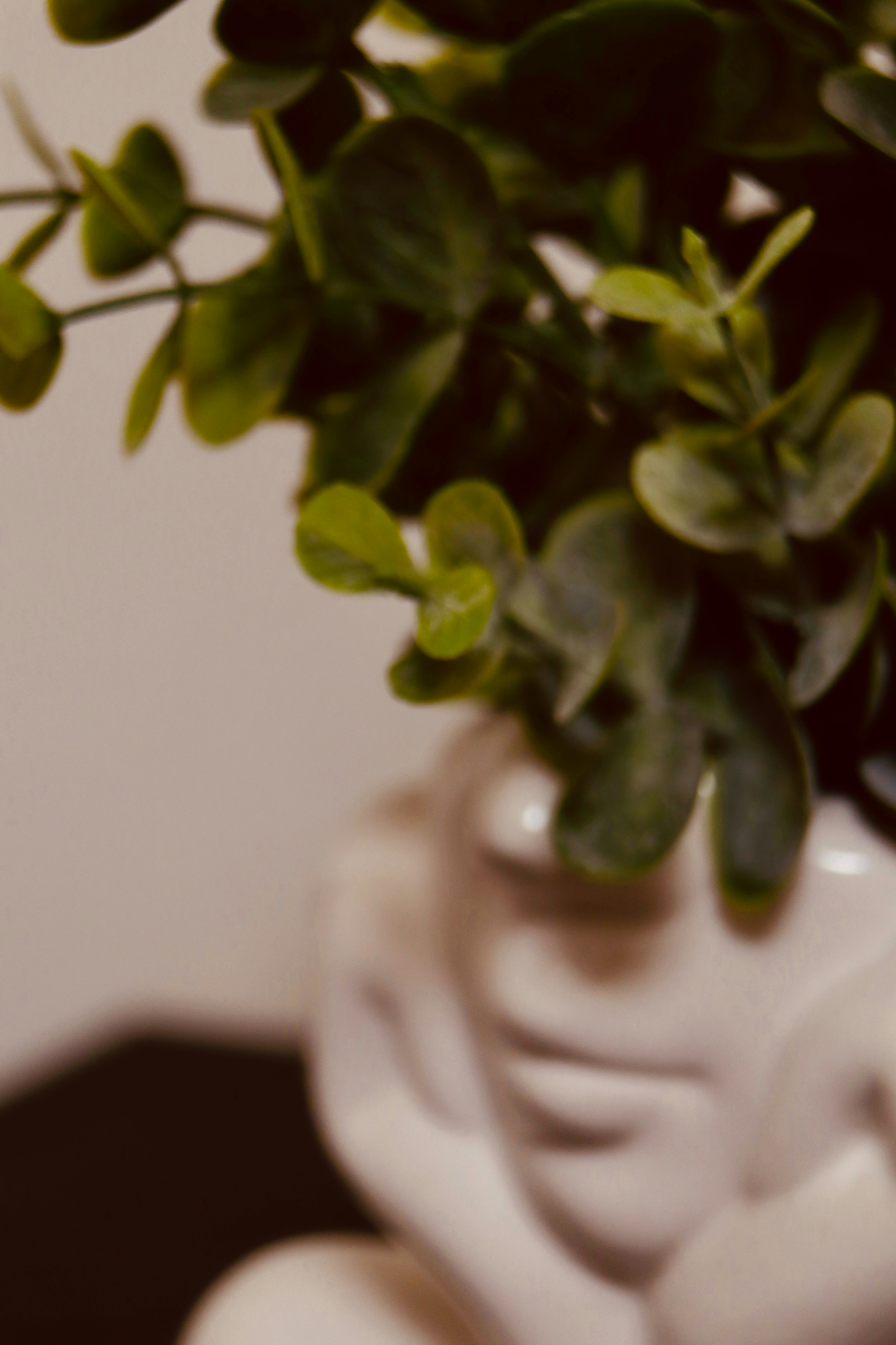 Blurred Botanica: A Potted Plant Framed in Quiet Marble Grace