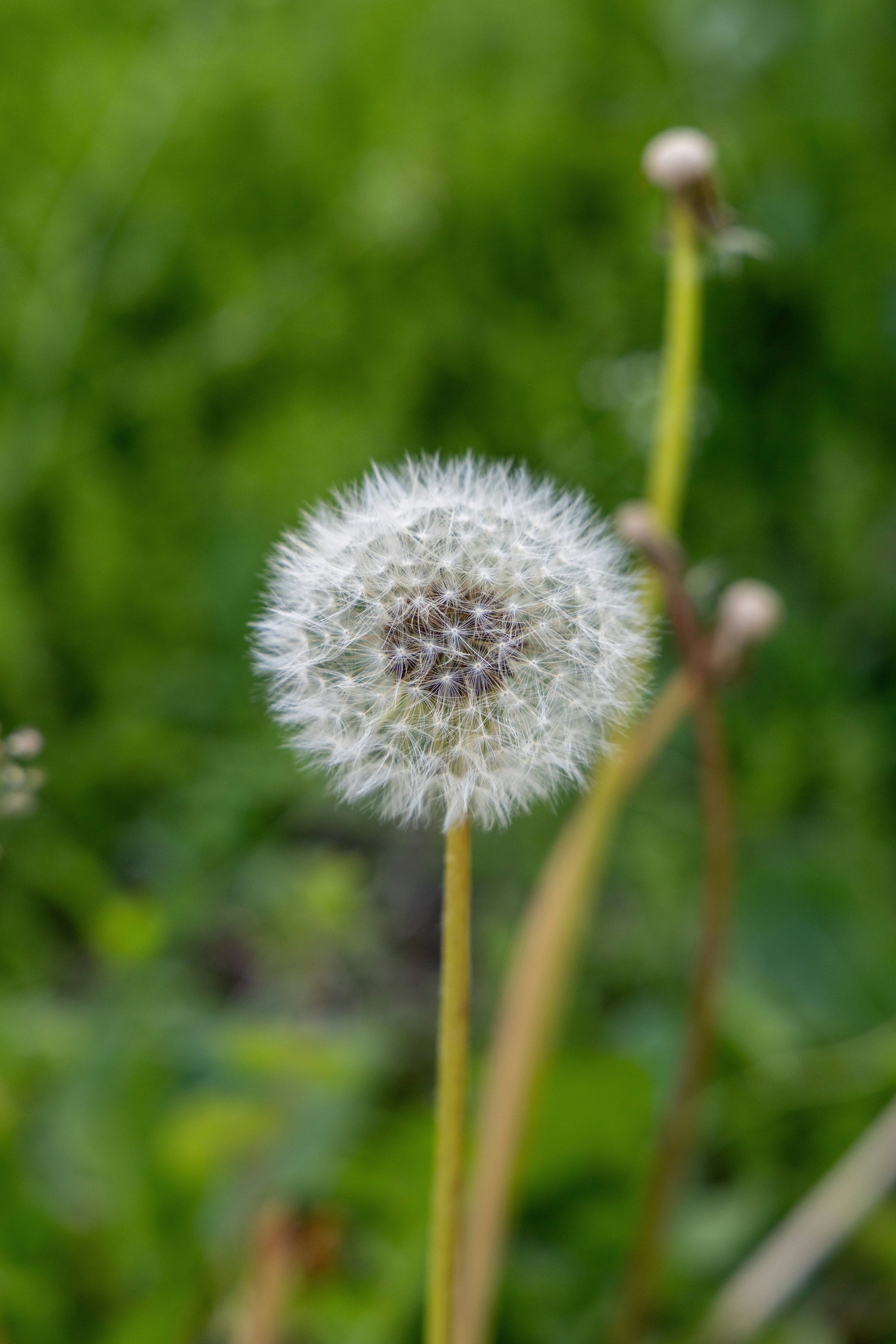 Dandelion Crown in Soft Focus Field