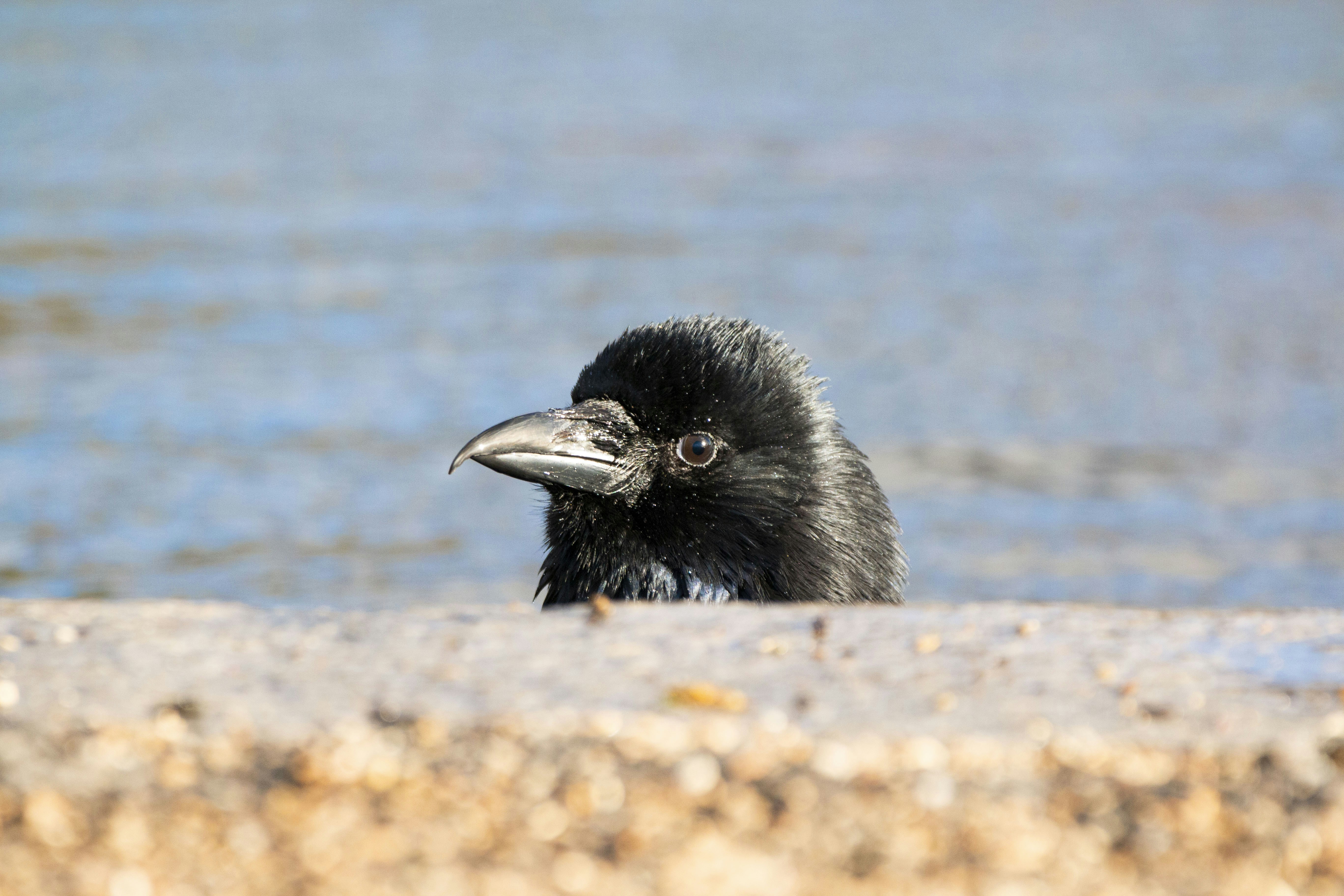 Crooking Gaze: A Crow’s Head Emerges from Sand and Water