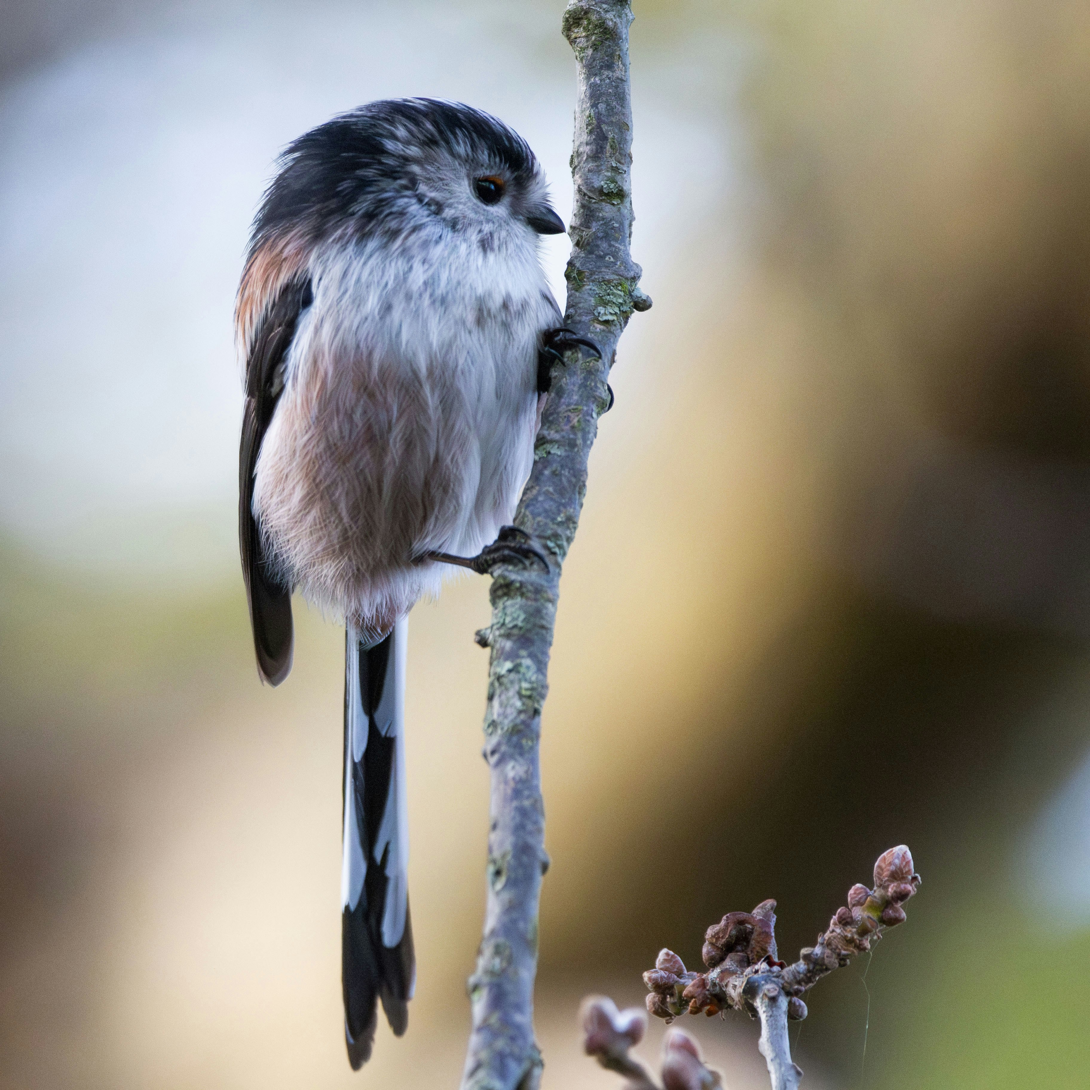 Perched Small Bird against Aged Bark in Soft Golden Backdrop