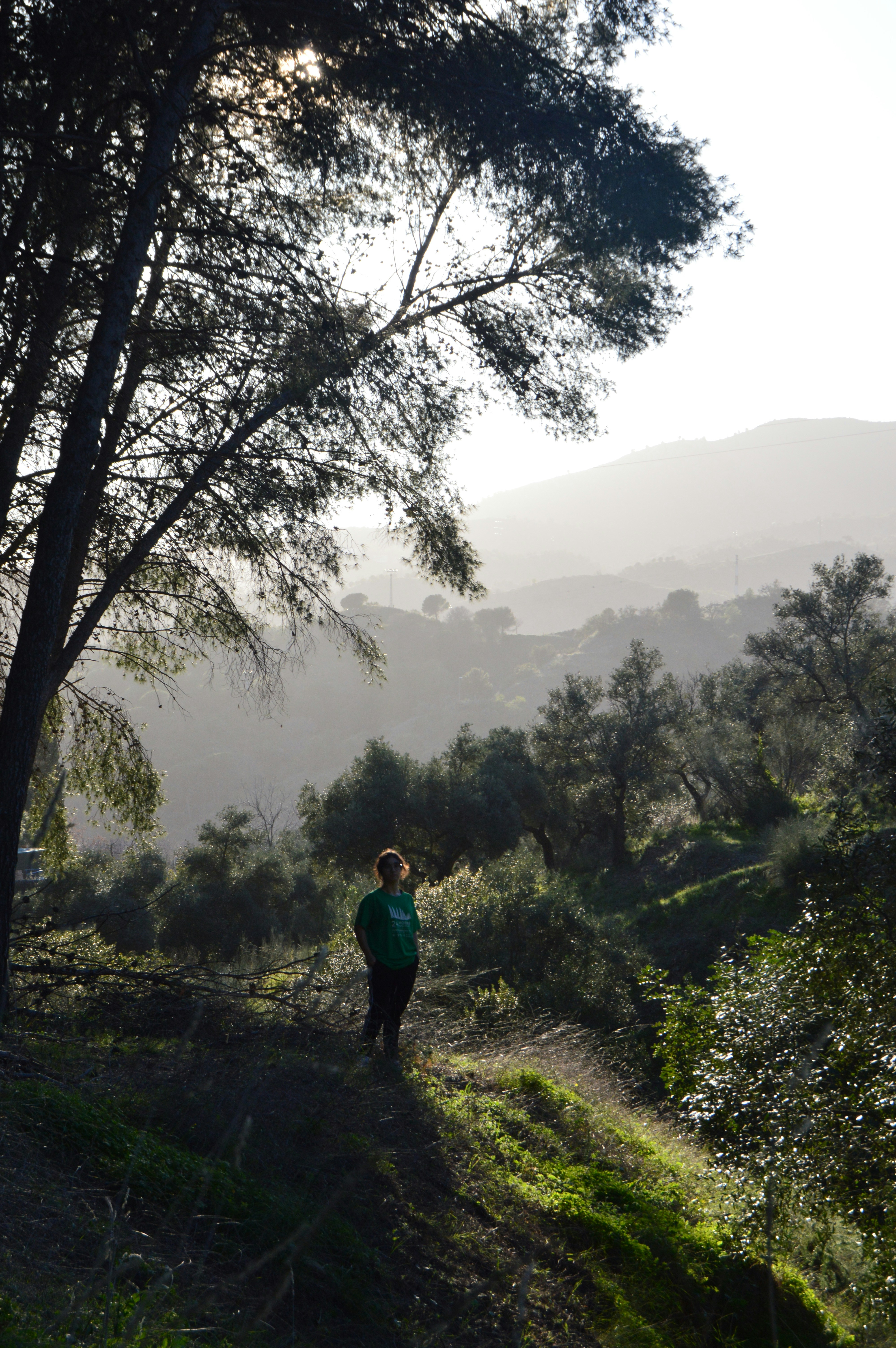 A Quiet Sentinel: Lone Figure Beneath a Leaning Tree on a Misty Ridge