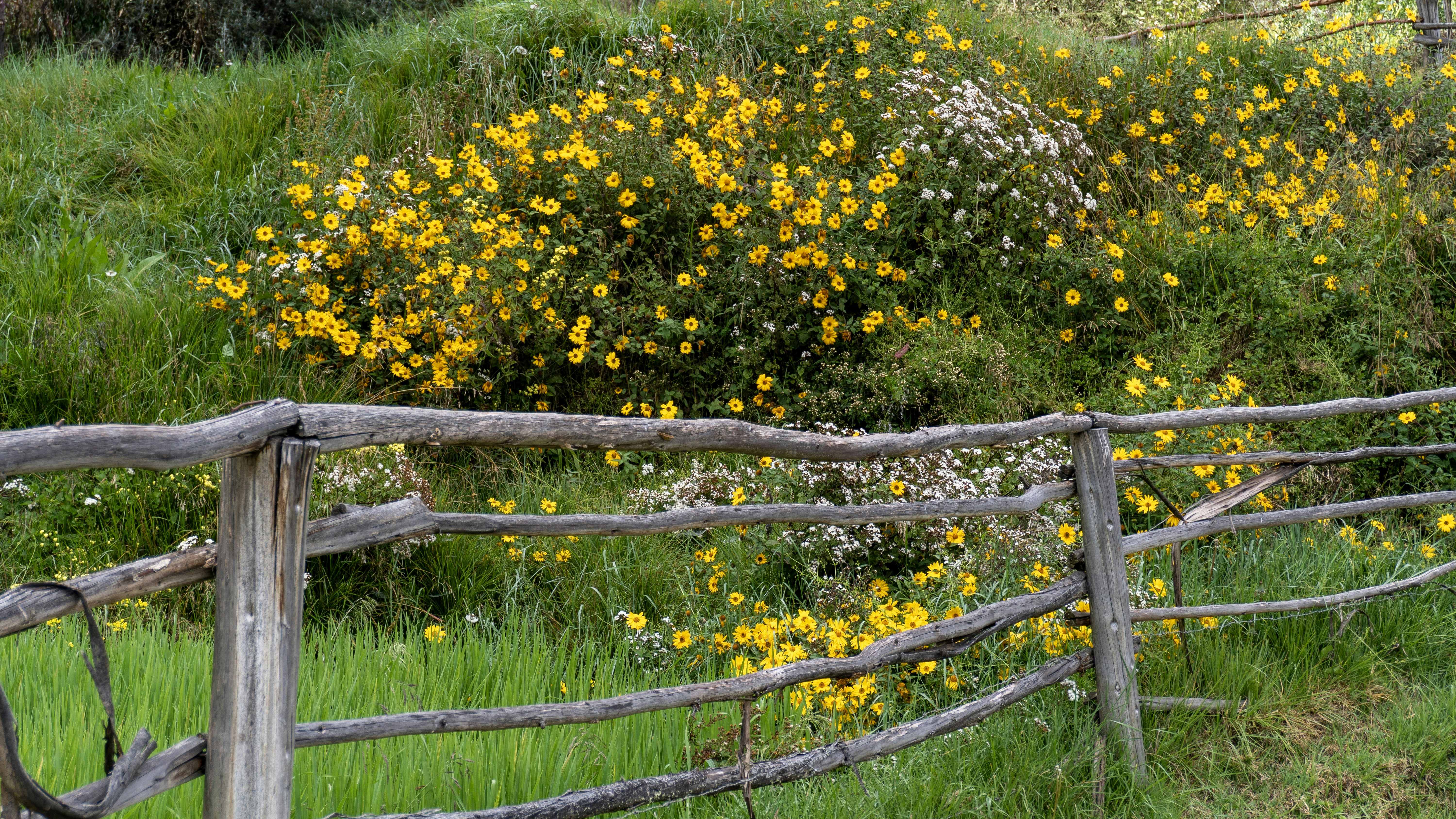 Sunlit Meadow Birdsong: A Rustic Fence Framing a Field of Yellow Blooms