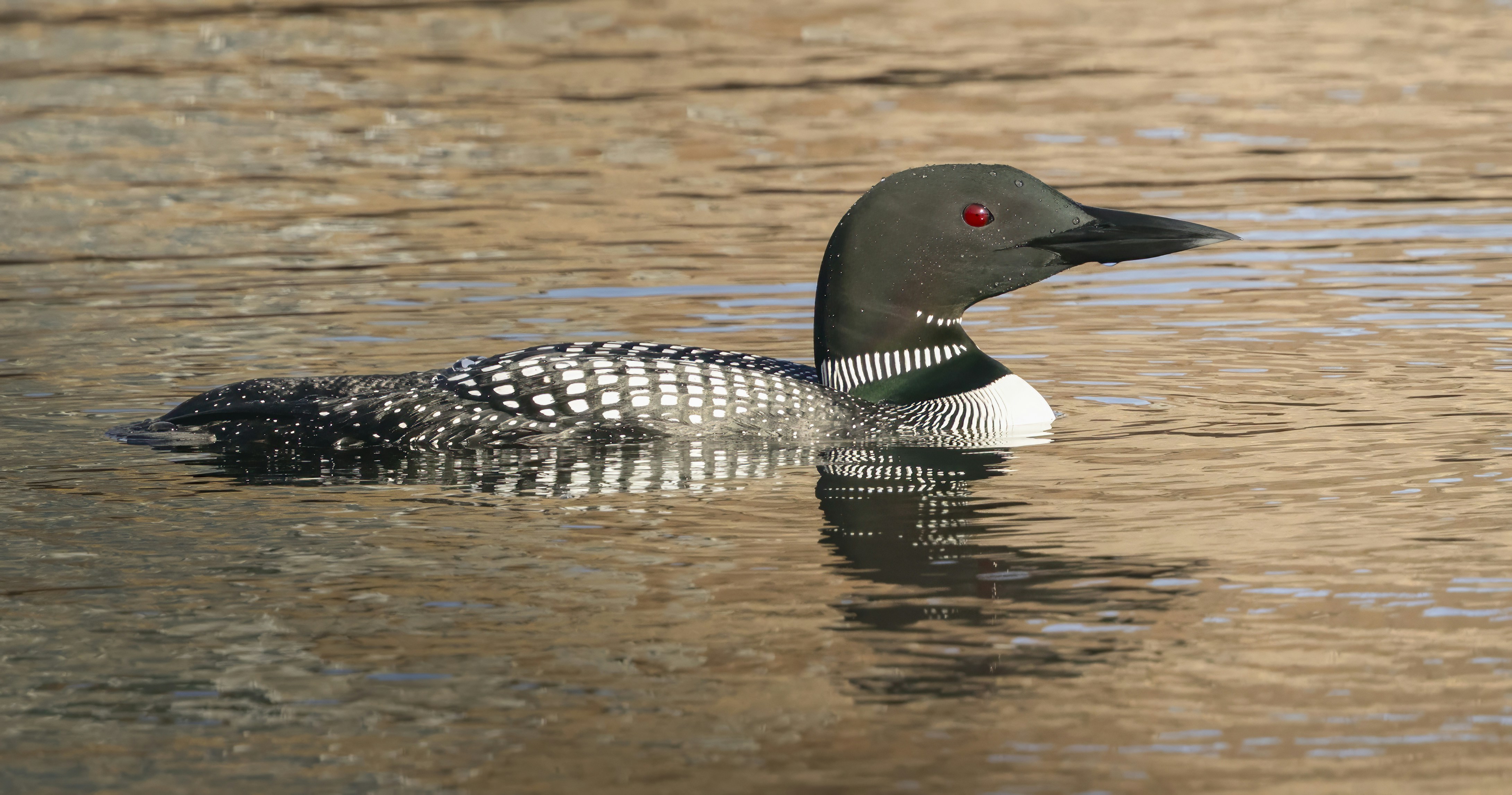 Red-eyed loon gliding through a sunlit lake