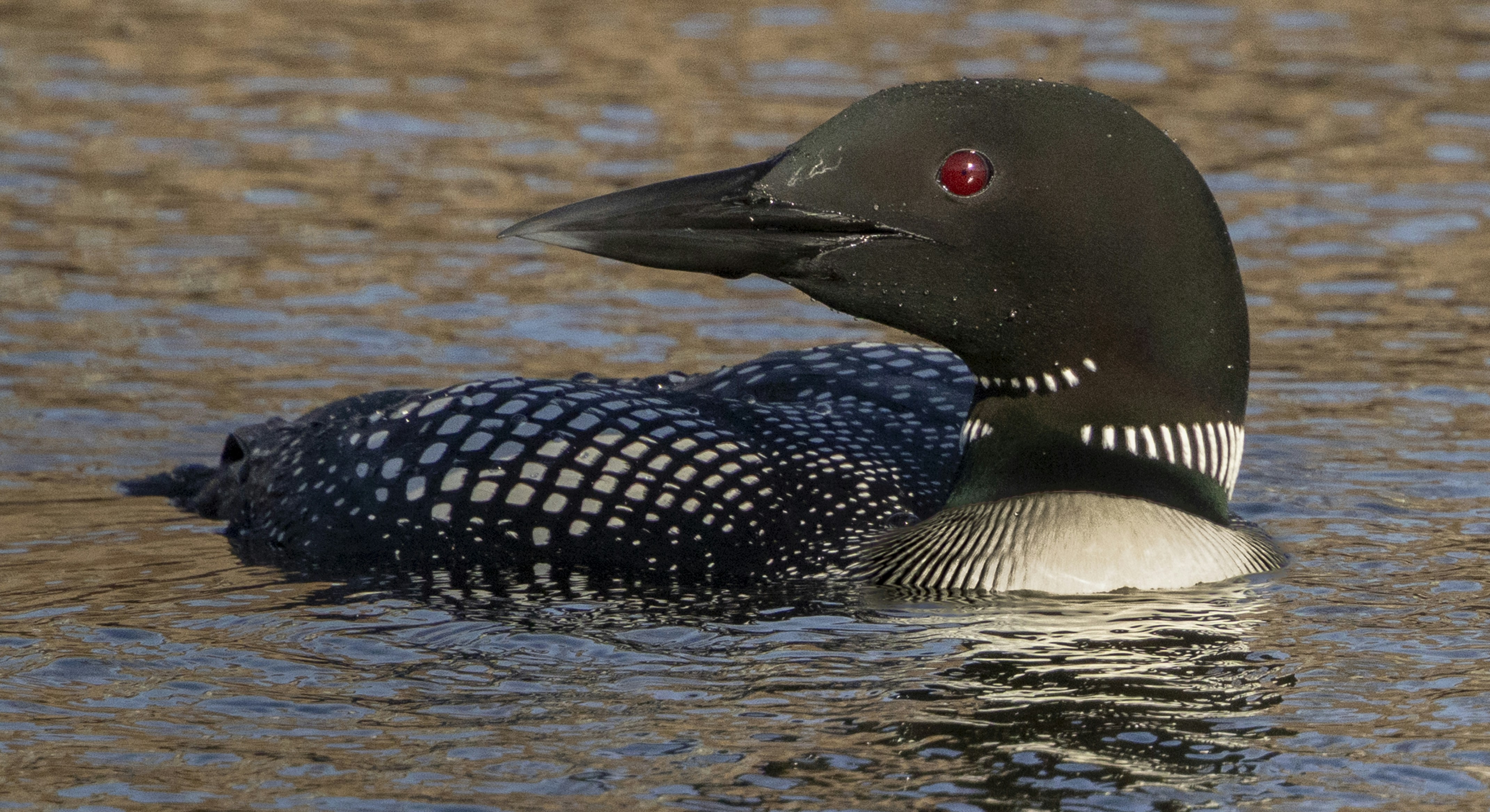 Red-eyed Grebe of the Winter Wake