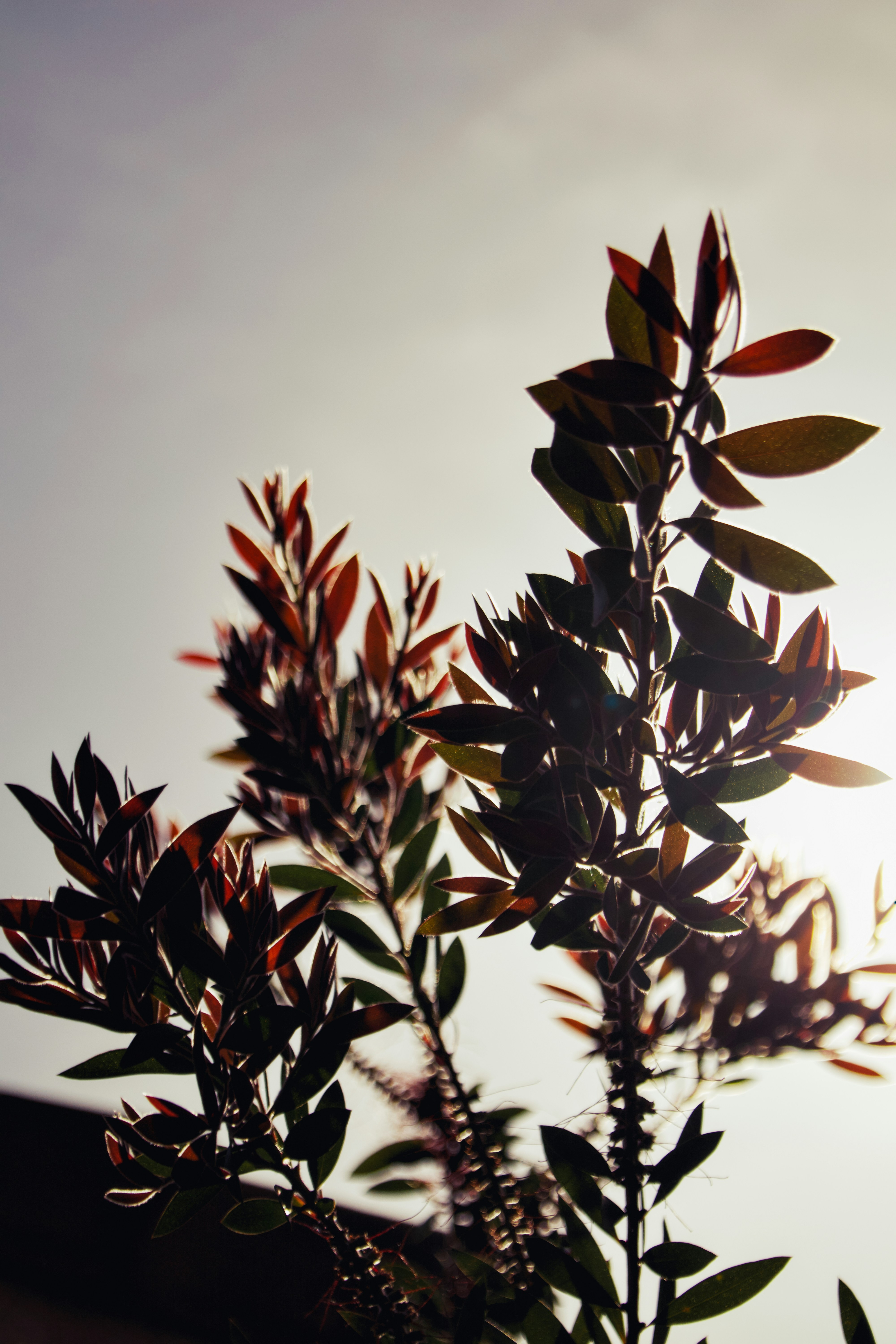 Sunlit Leaves: Contrasts of Shadow and Golden Backlight